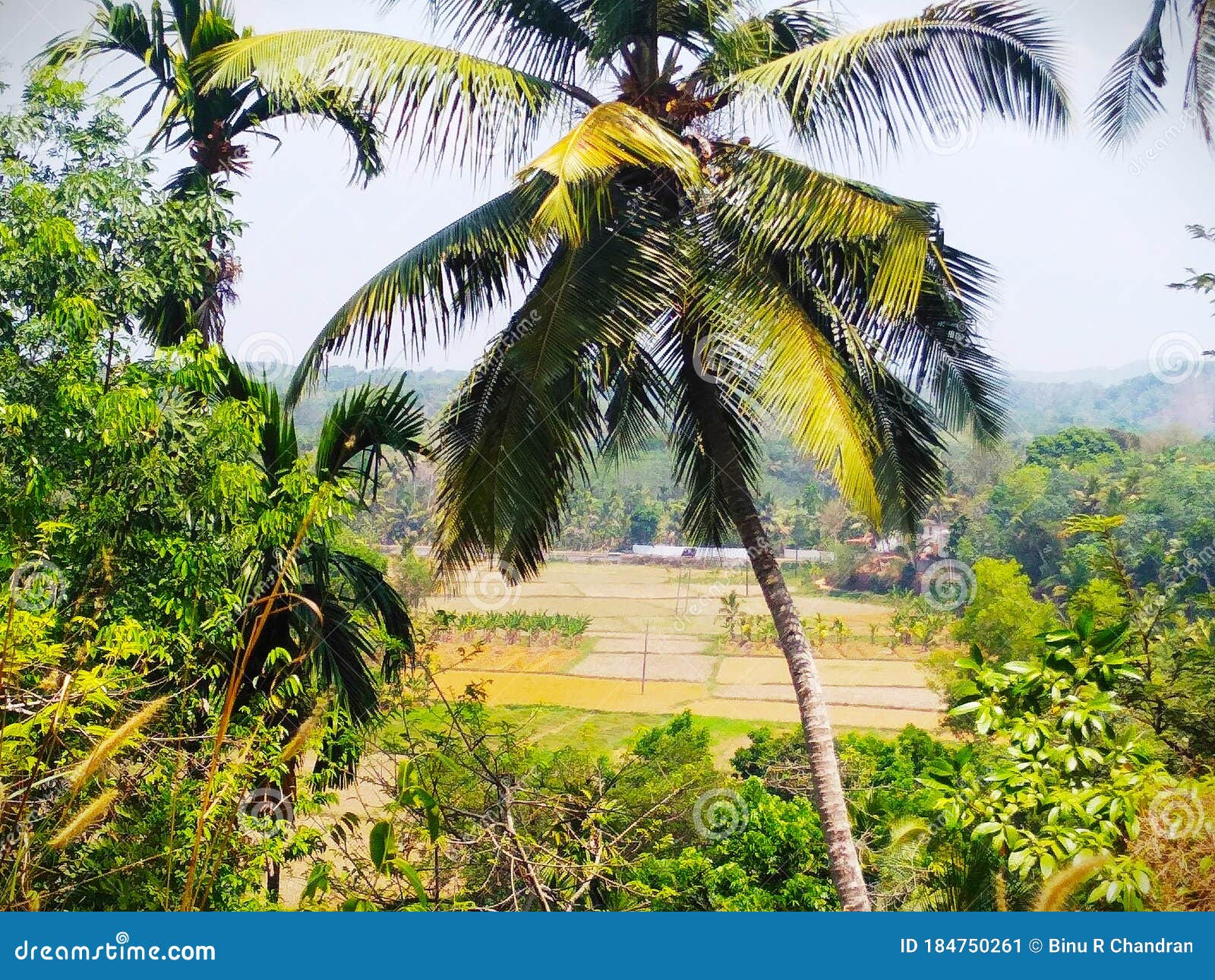 Coconut Tree in Front of the View Stock Image - Image of shrub ...