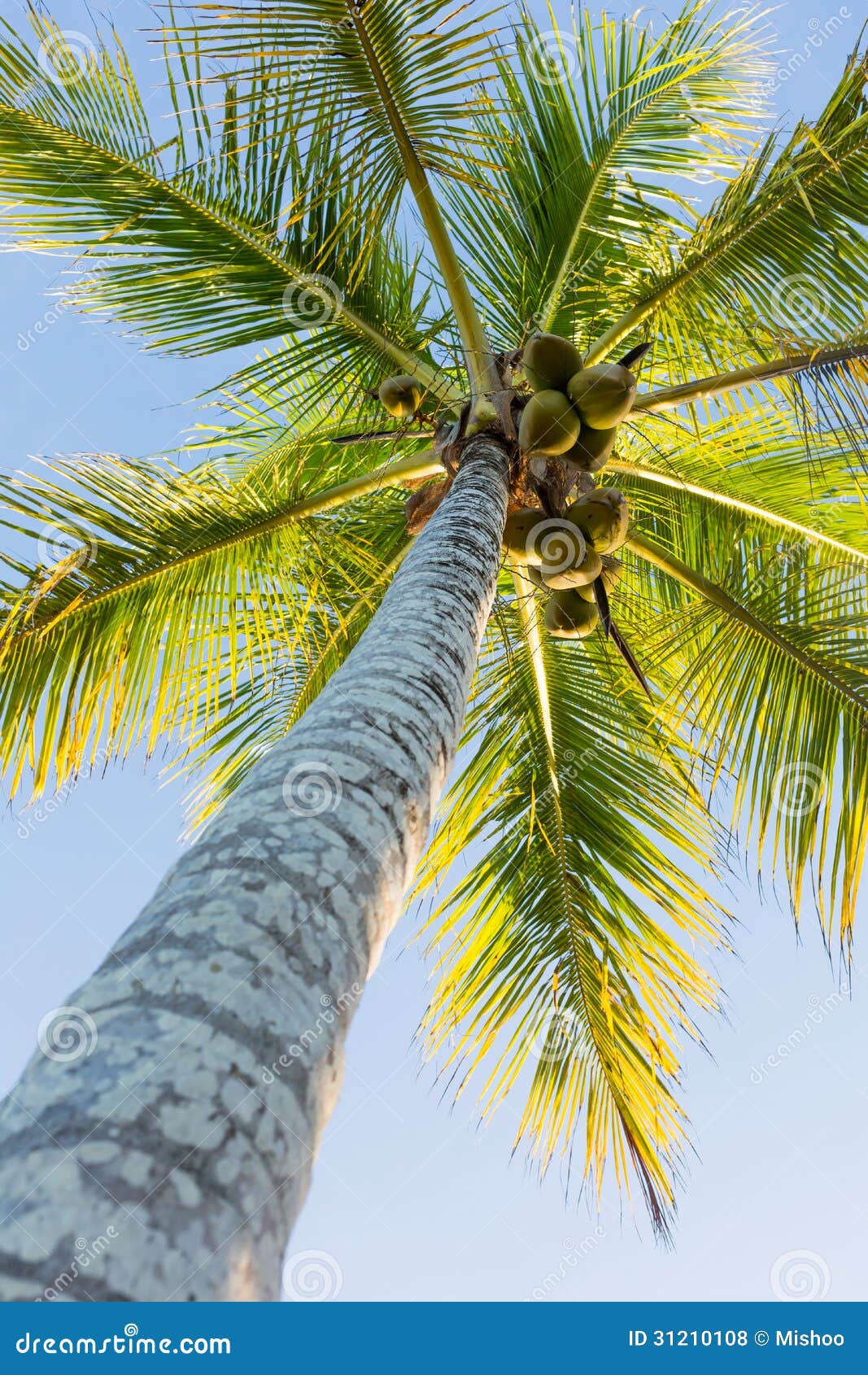 Coconut tree stock photo. Image of leaf, fresh, natural - 31210108