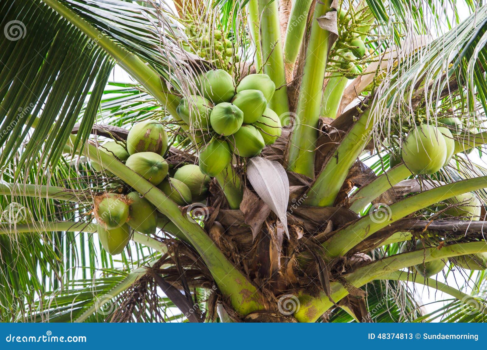 Coconut tree with fruits stock image. Image of plant - 48374813