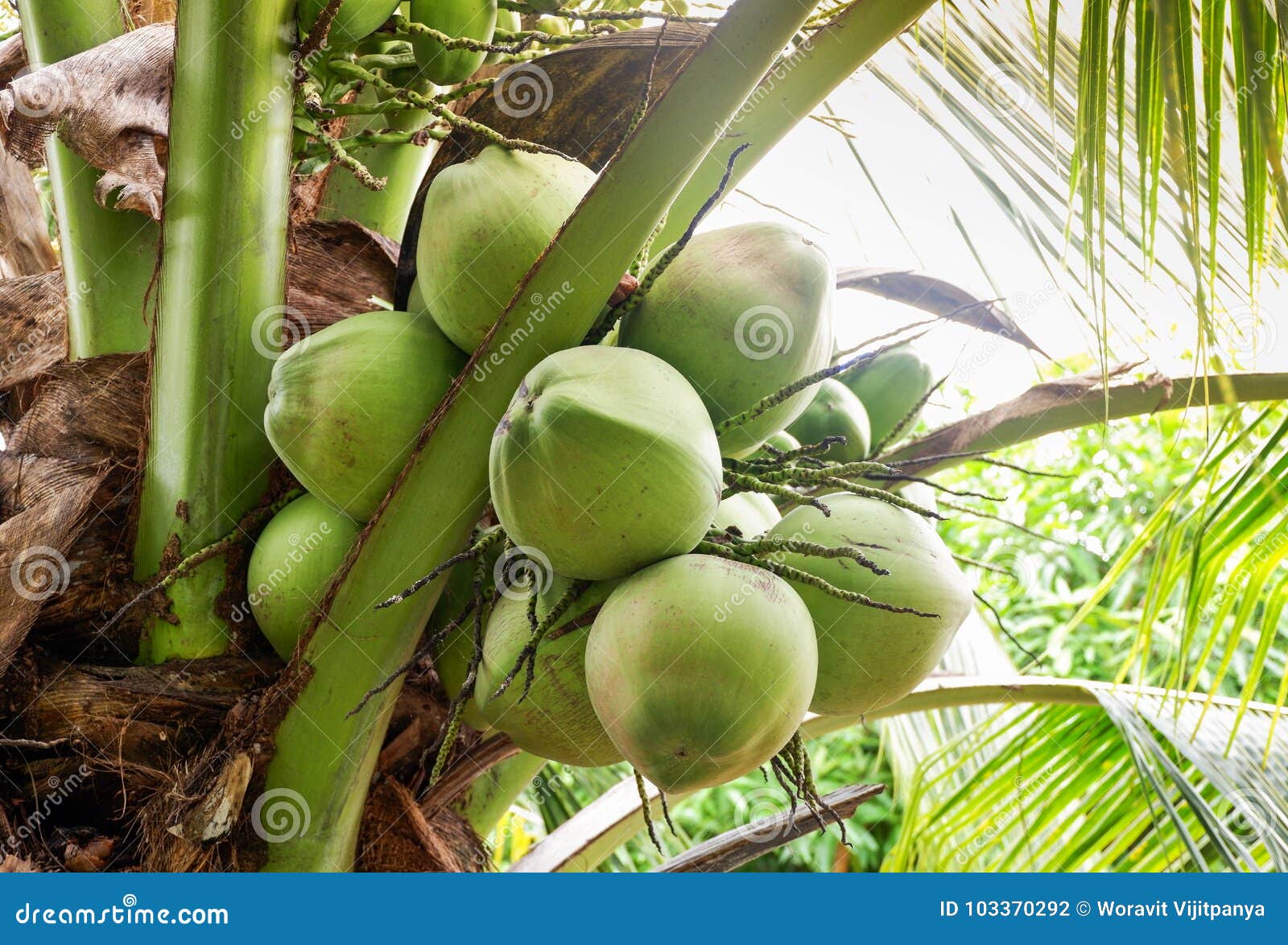 Coconut on the tree stock photo. Image of fresh, cooking - 103370292