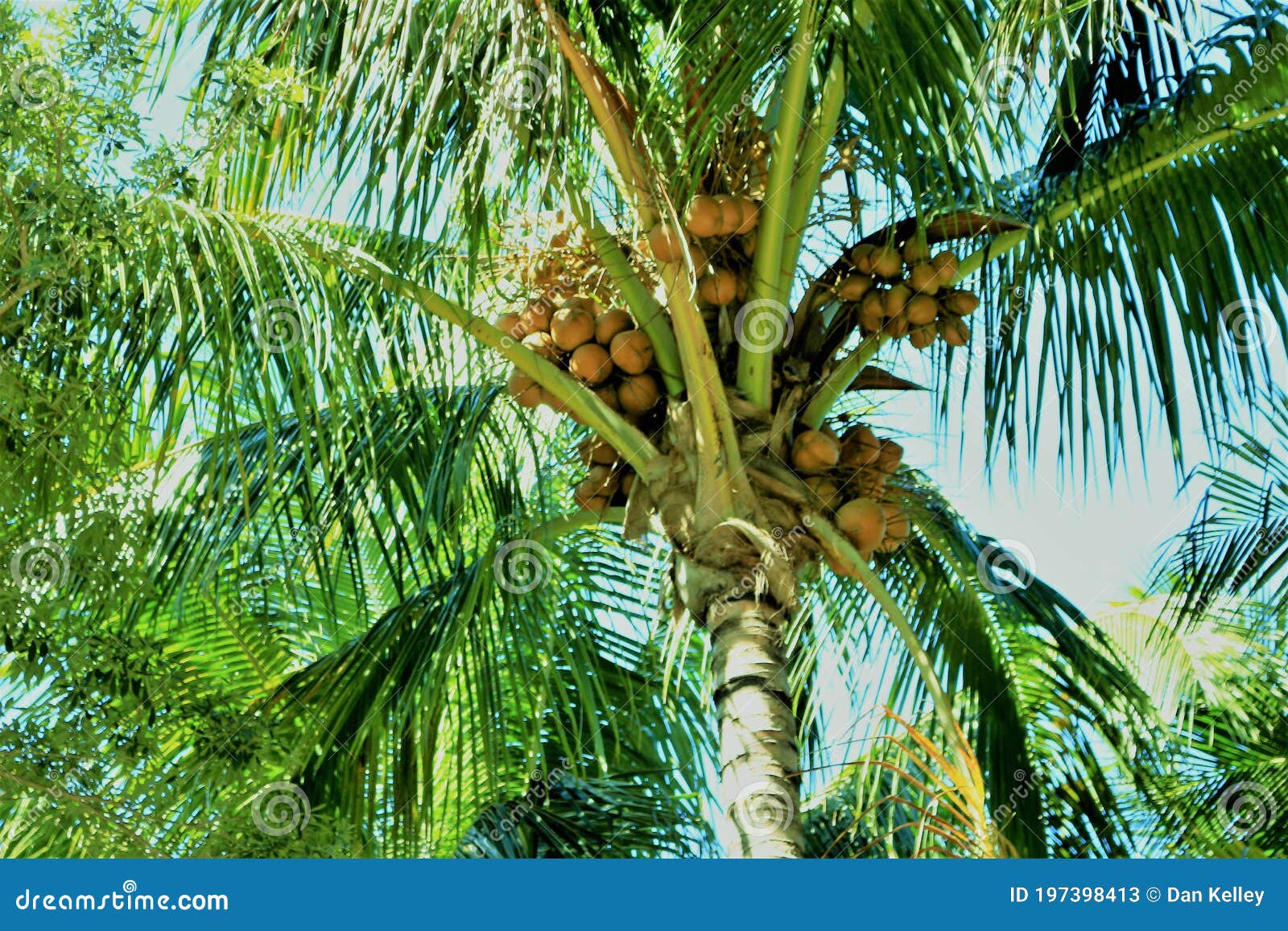 Coconut Tree Full of Coconuts in Naples Florida Stock Image - Image of ...