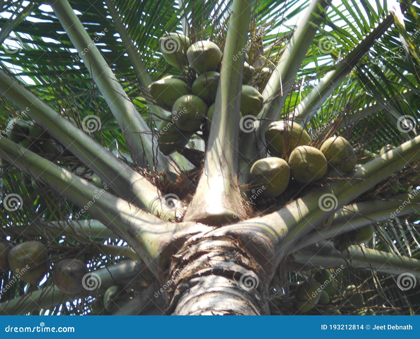 Coconut Tree Full of Coconuts Stock Photo - Image of weather, captured ...