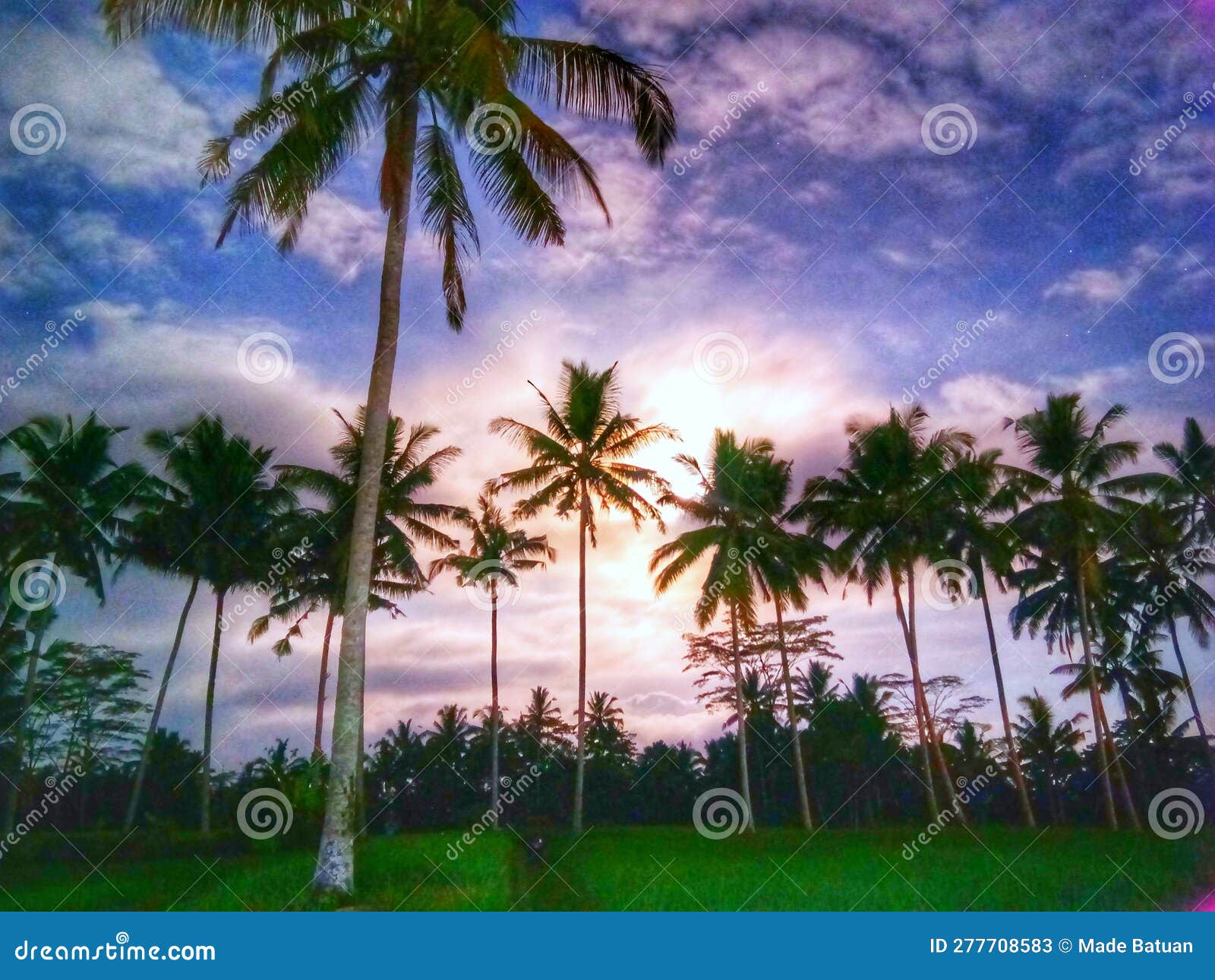 Coconut Tree on a Full Moon Night Stock Image - Image of yellow, green ...