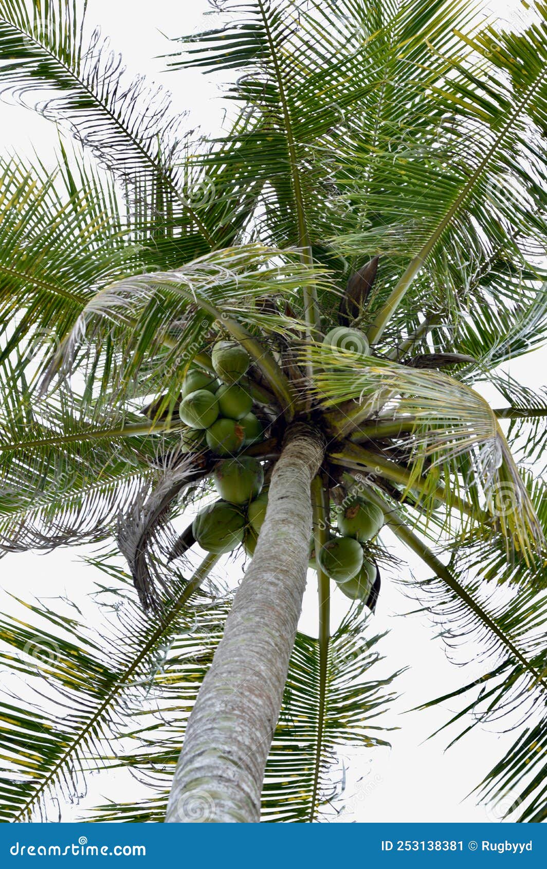 Thailand Coconut in the Trees Stock Image - Image of botanical ...