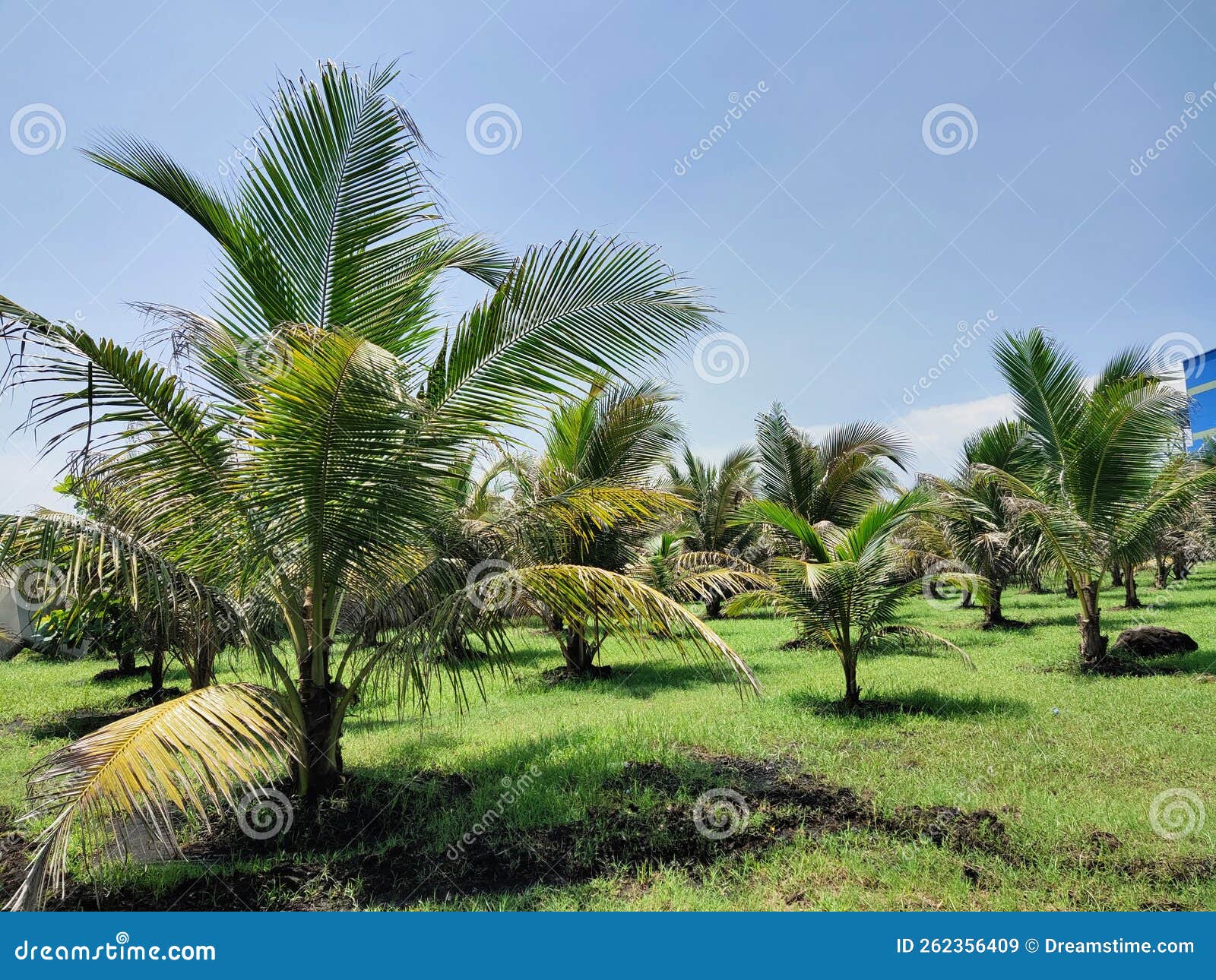 Coconut tree garden stock image. Image of jungle, crop - 262356409
