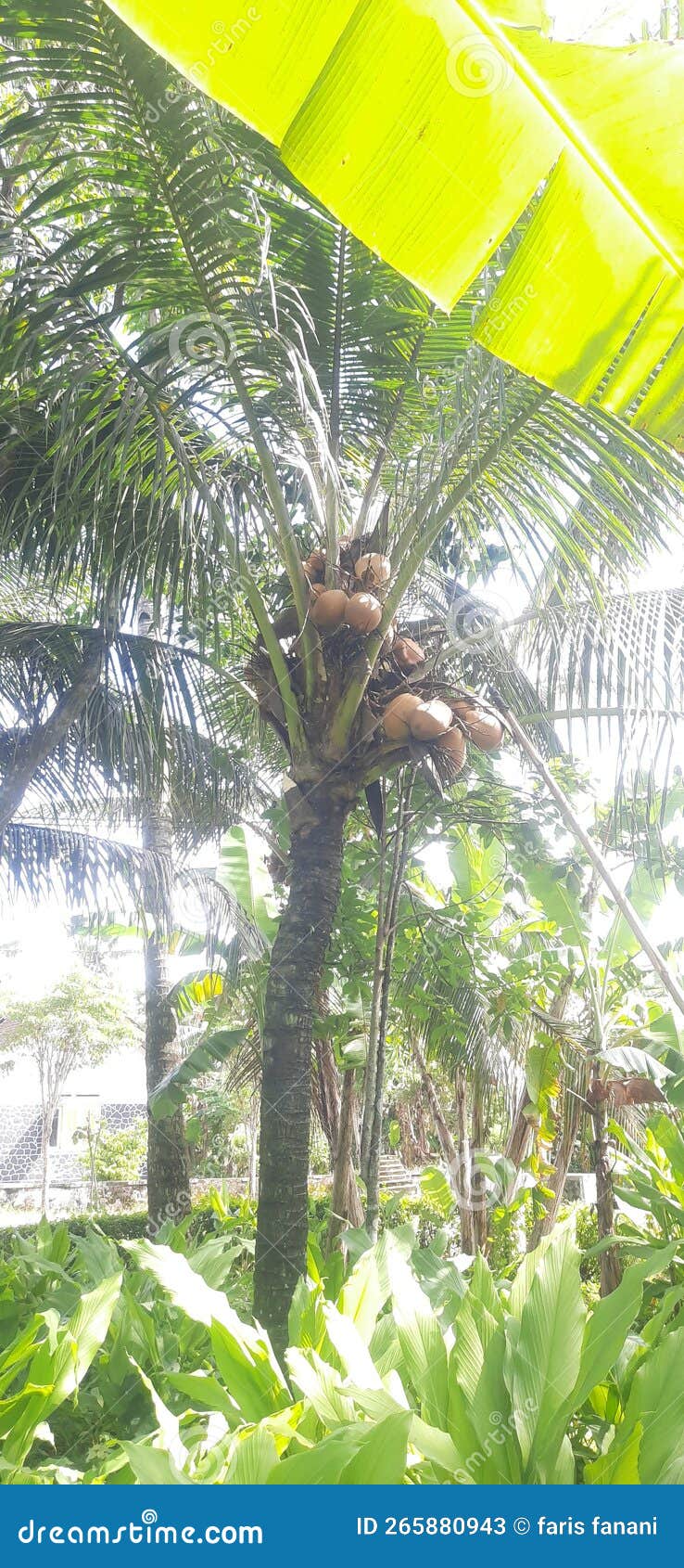 Coconut tree at garden stock image. Image of nature - 265880943