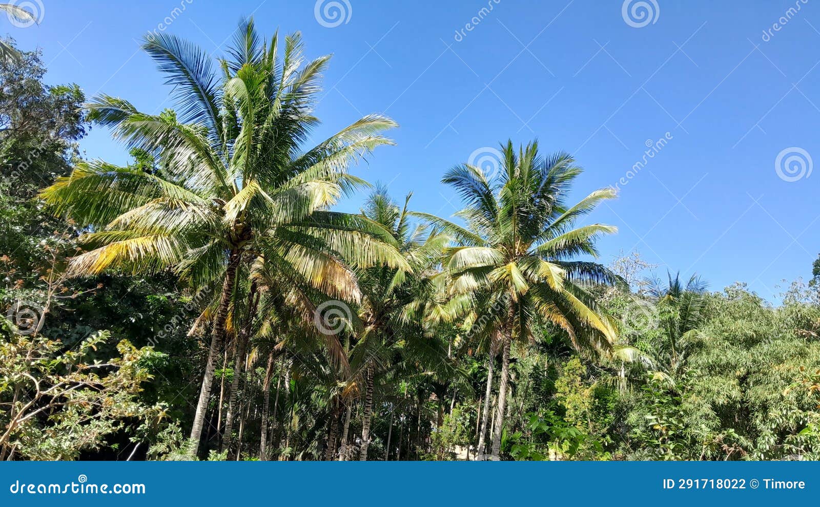 Coconut tree in the garden stock photo. Image of leaf - 291718022
