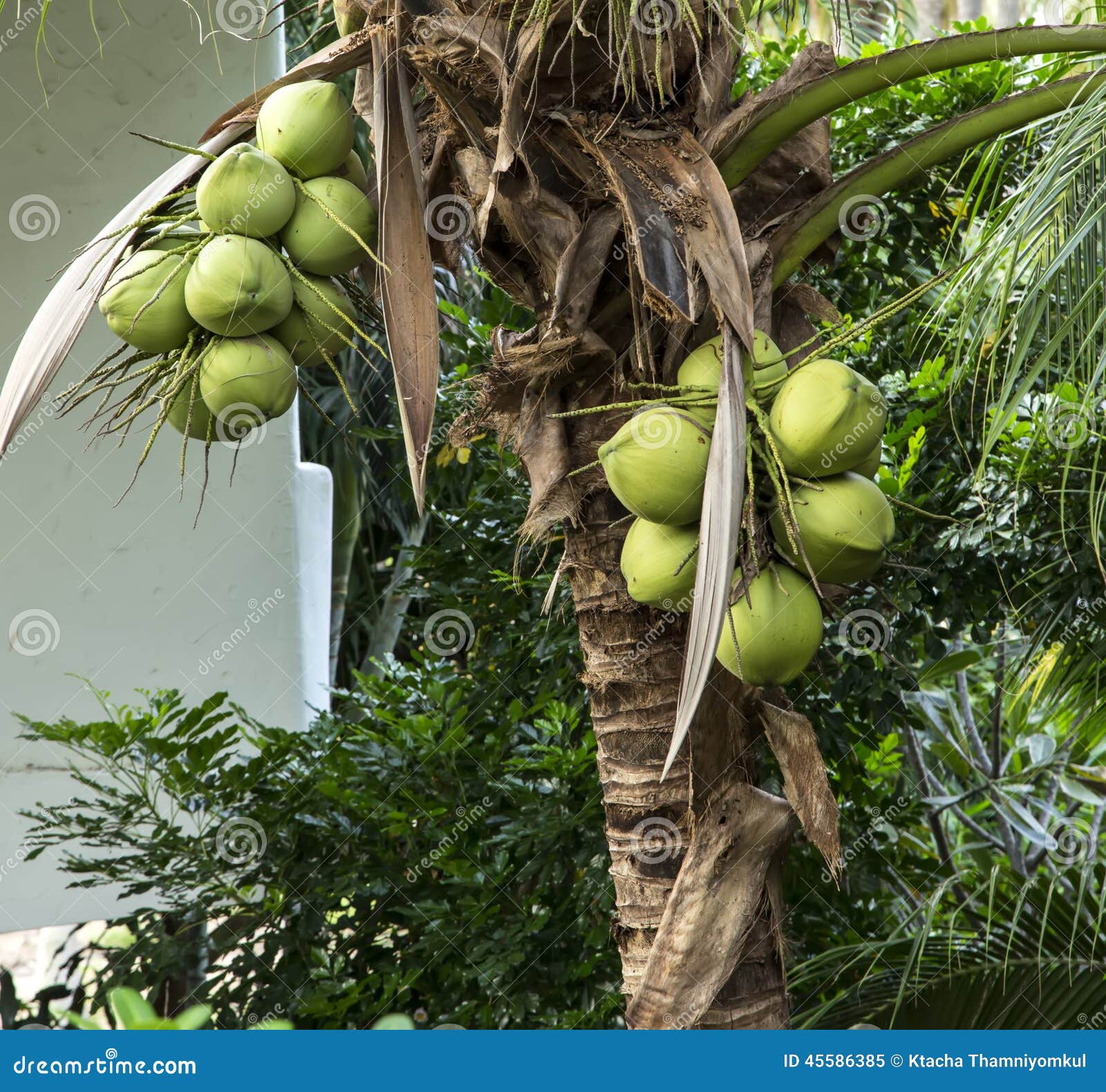 Coconut tree stock image. Image of branch, growth, fresh - 45586385
