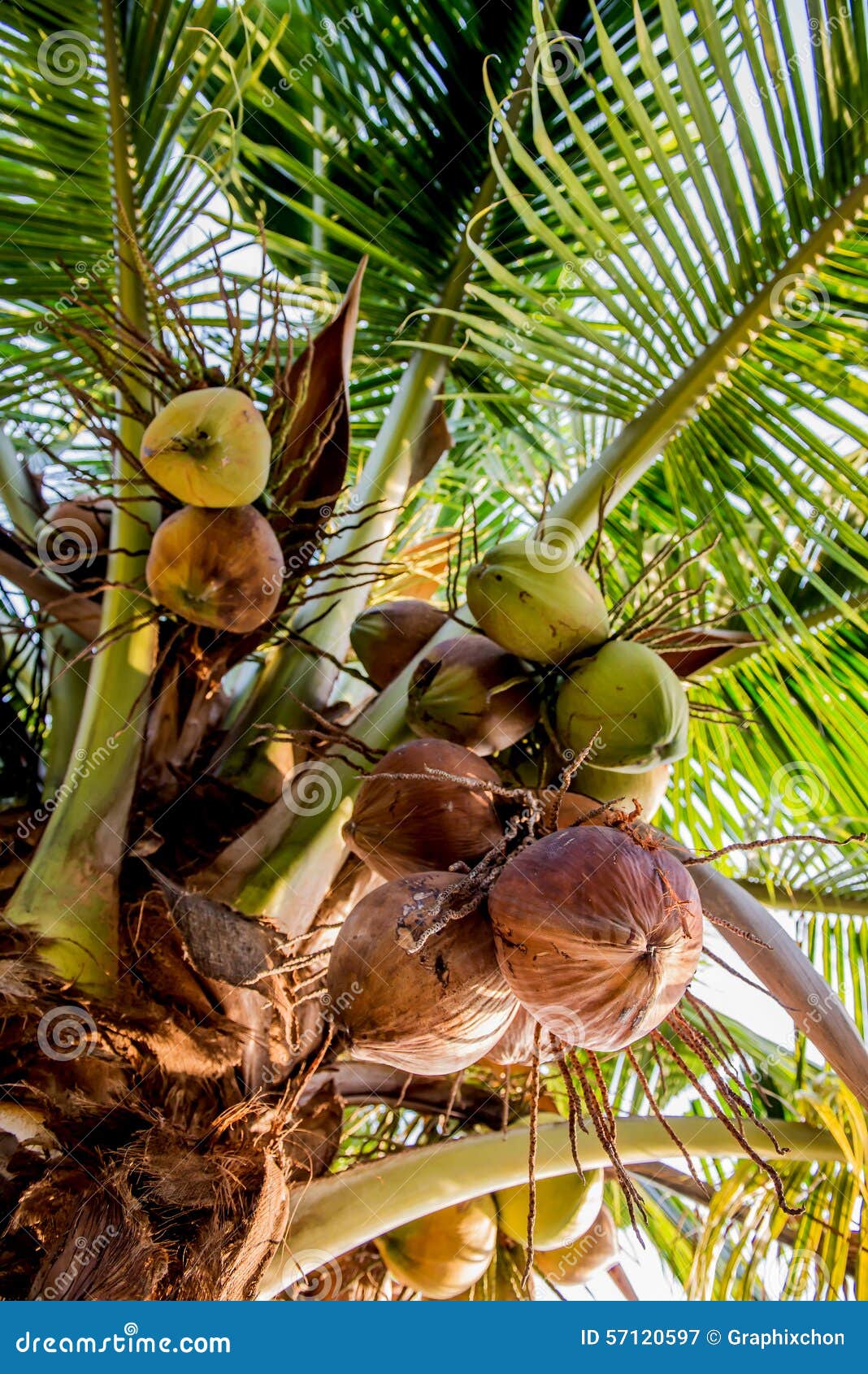 Coconut tree stock image. Image of clay, ground, garden - 57120597