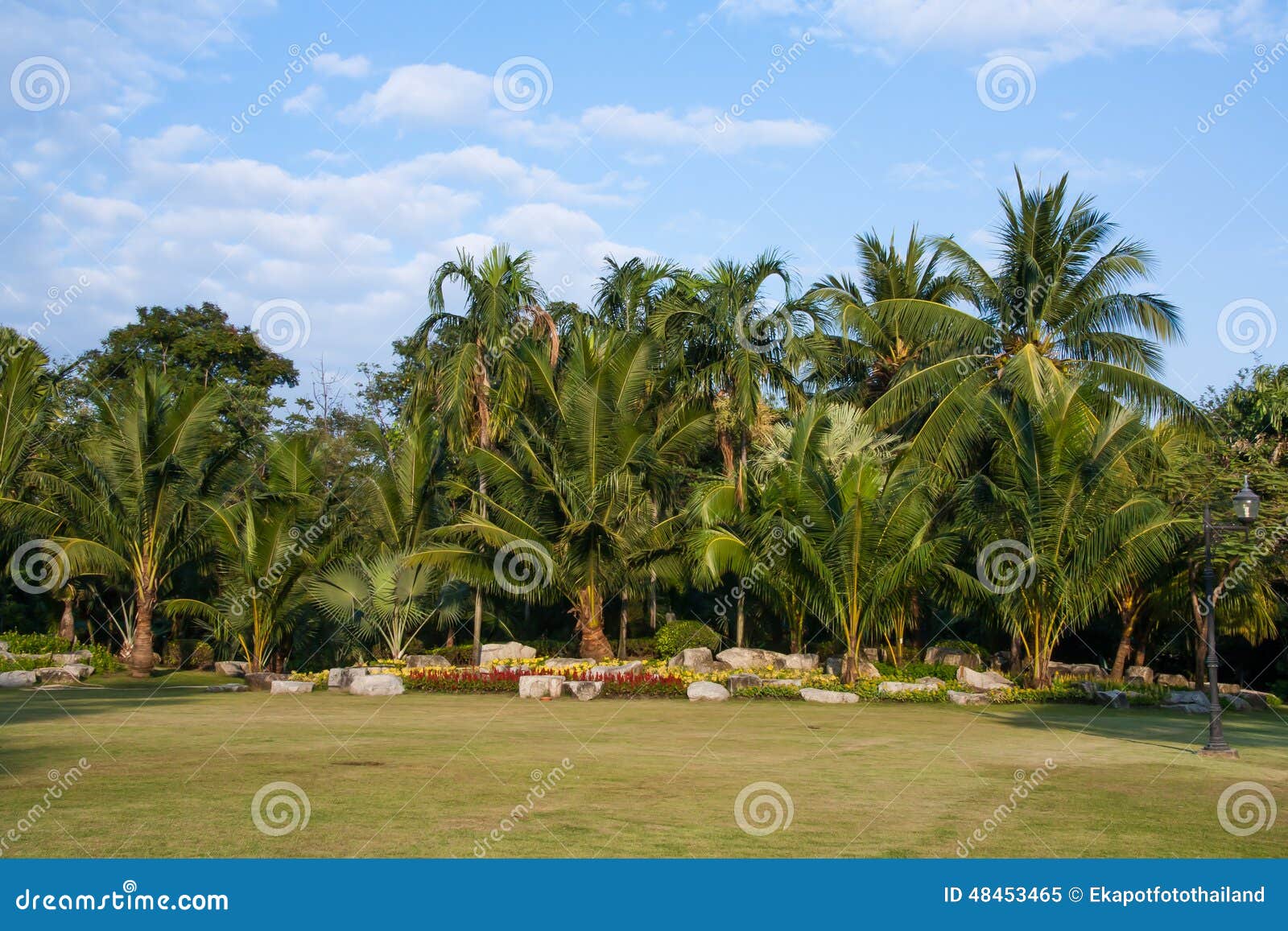 Coconut tree in garden stock image. Image of lawn, bright - 48453465