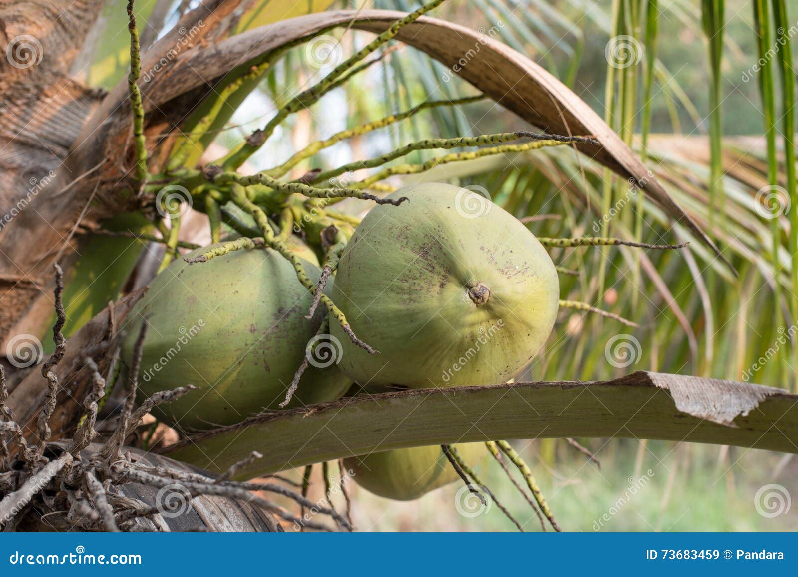 The Coconut Tree in a Garden Stock Image - Image of plant, natural ...