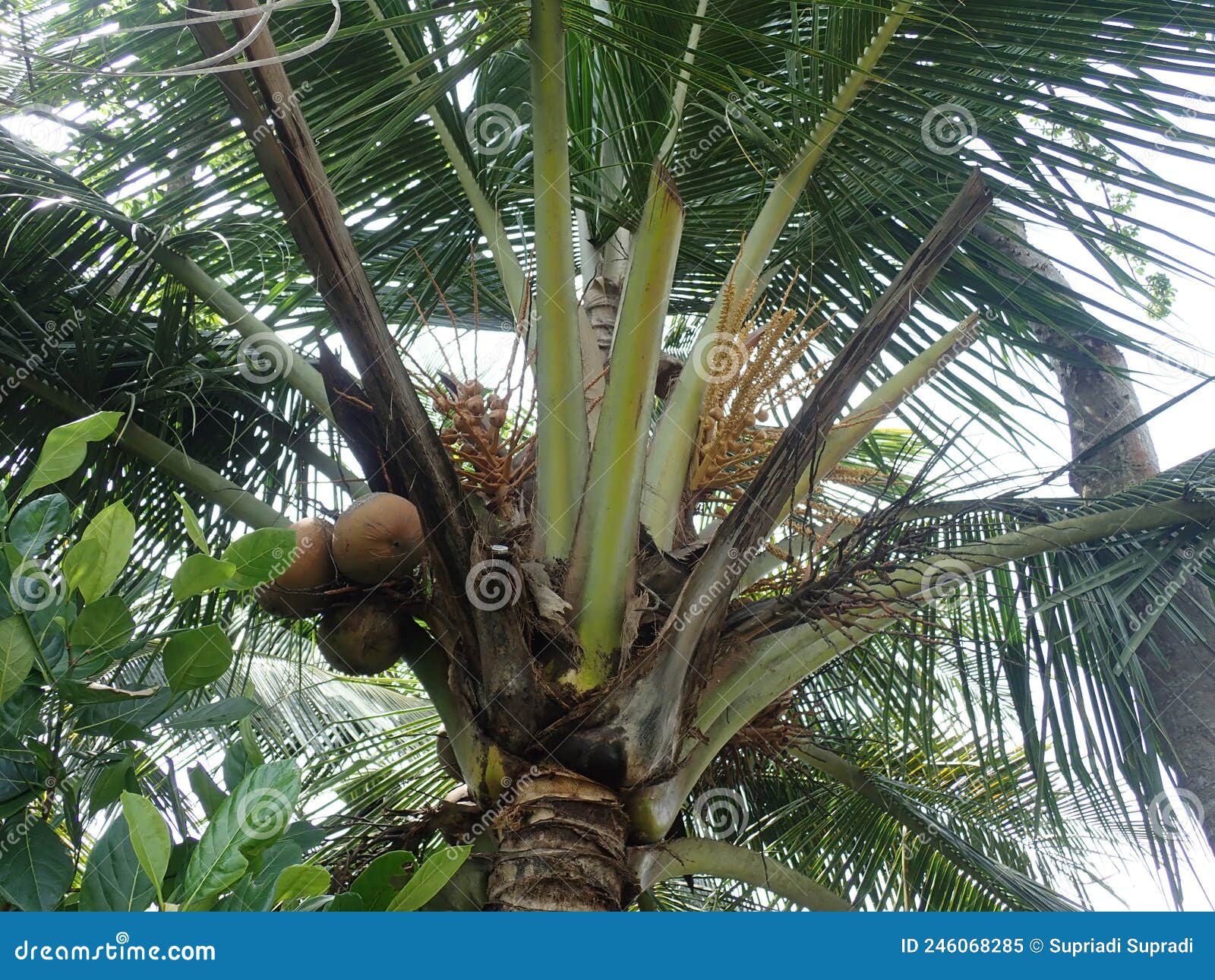 Coconut tree in the garden stock image. Image of collection - 246068285