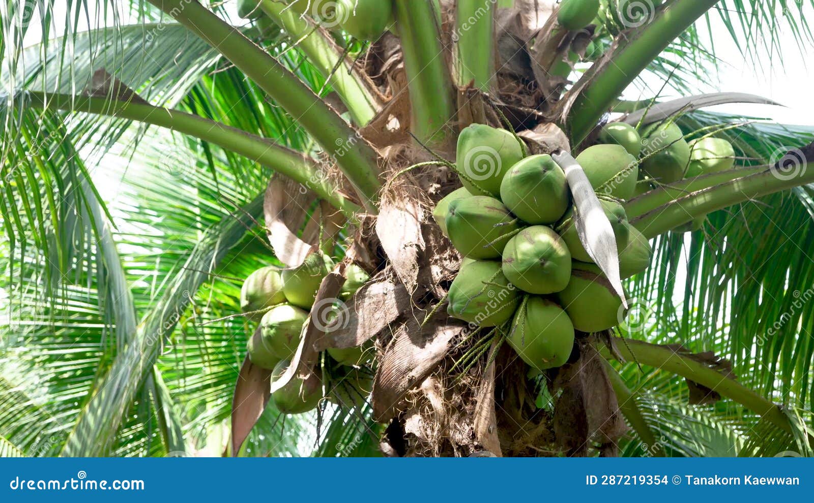 Coconut tree in the garden stock footage. Video of area - 287219354