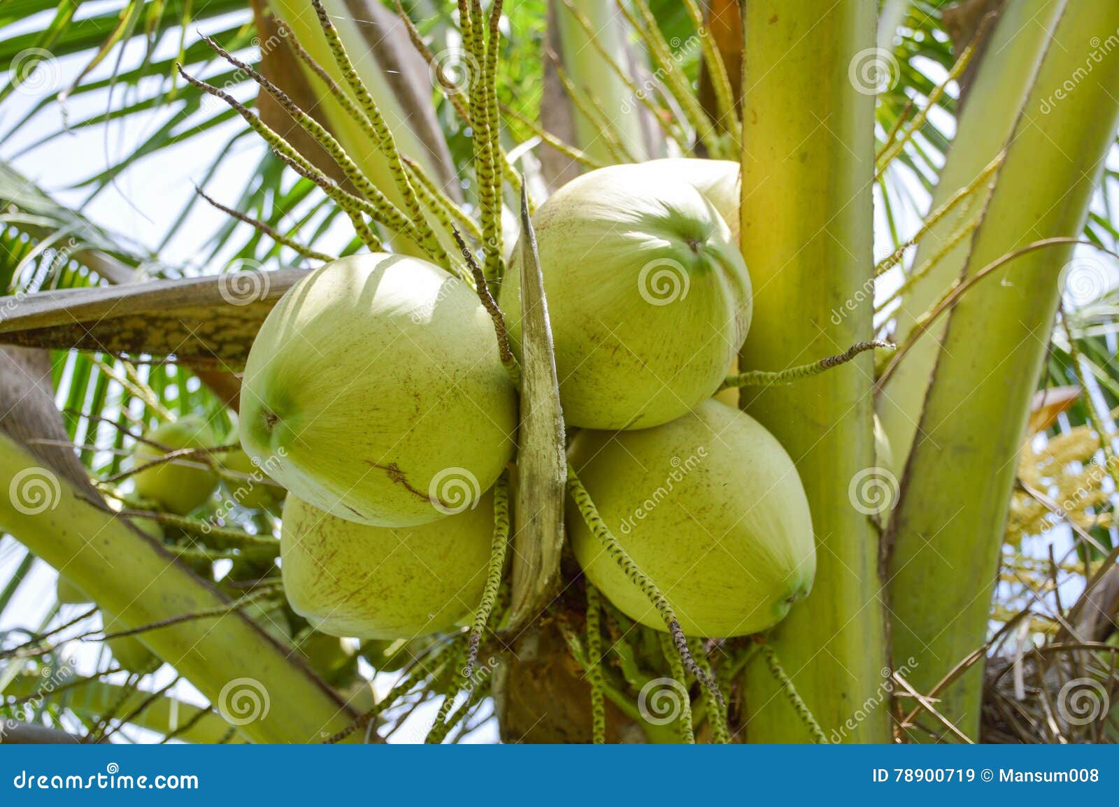 Coconut tree in garden stock image. Image of nature, fruit - 78900719