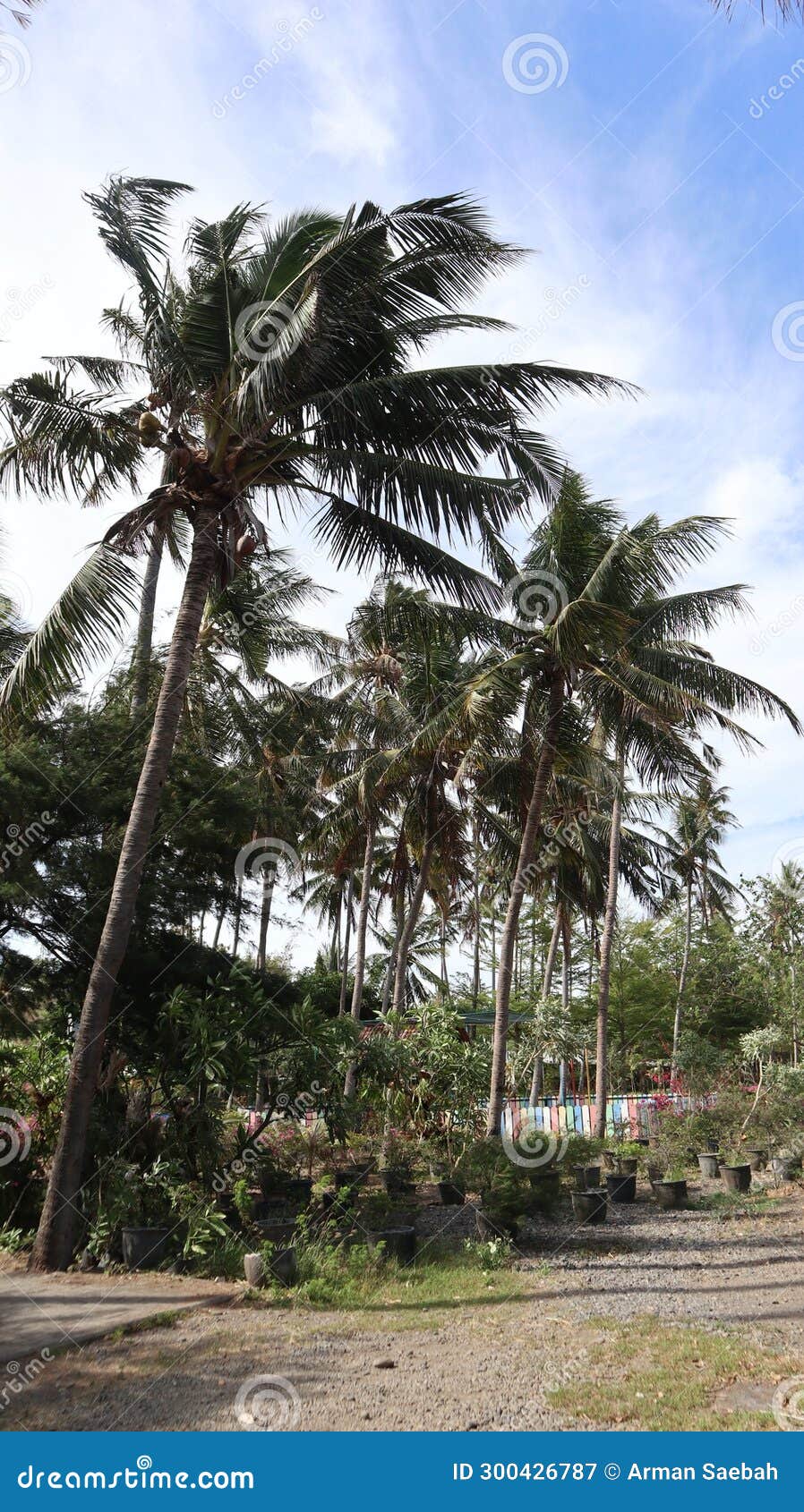 Coconut Tree in the Garden. Garden on a Hill by the Sea. Blue Sea Beach ...