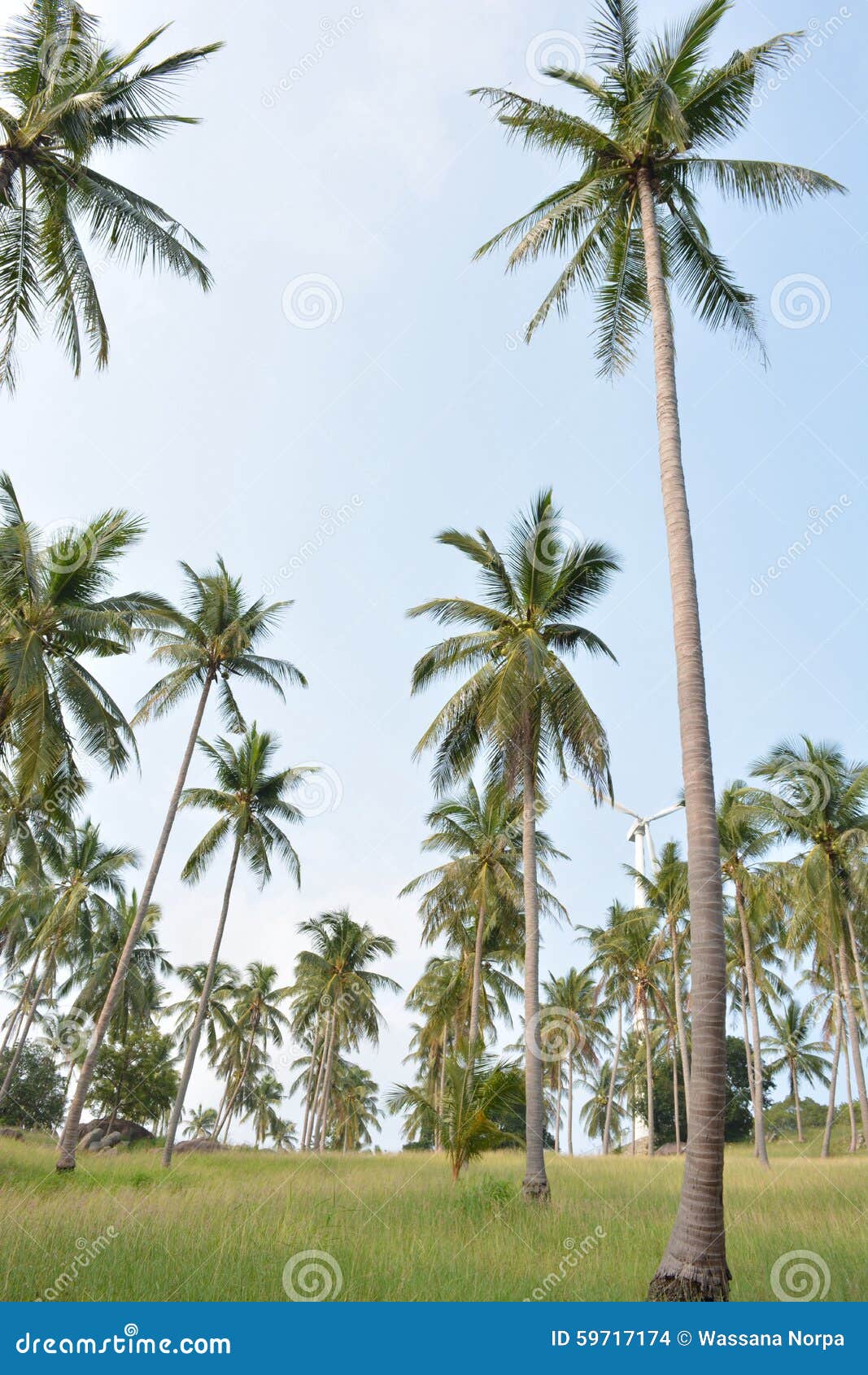 Coconut tree garden stock photo. Image of garden, landscapes - 59717174