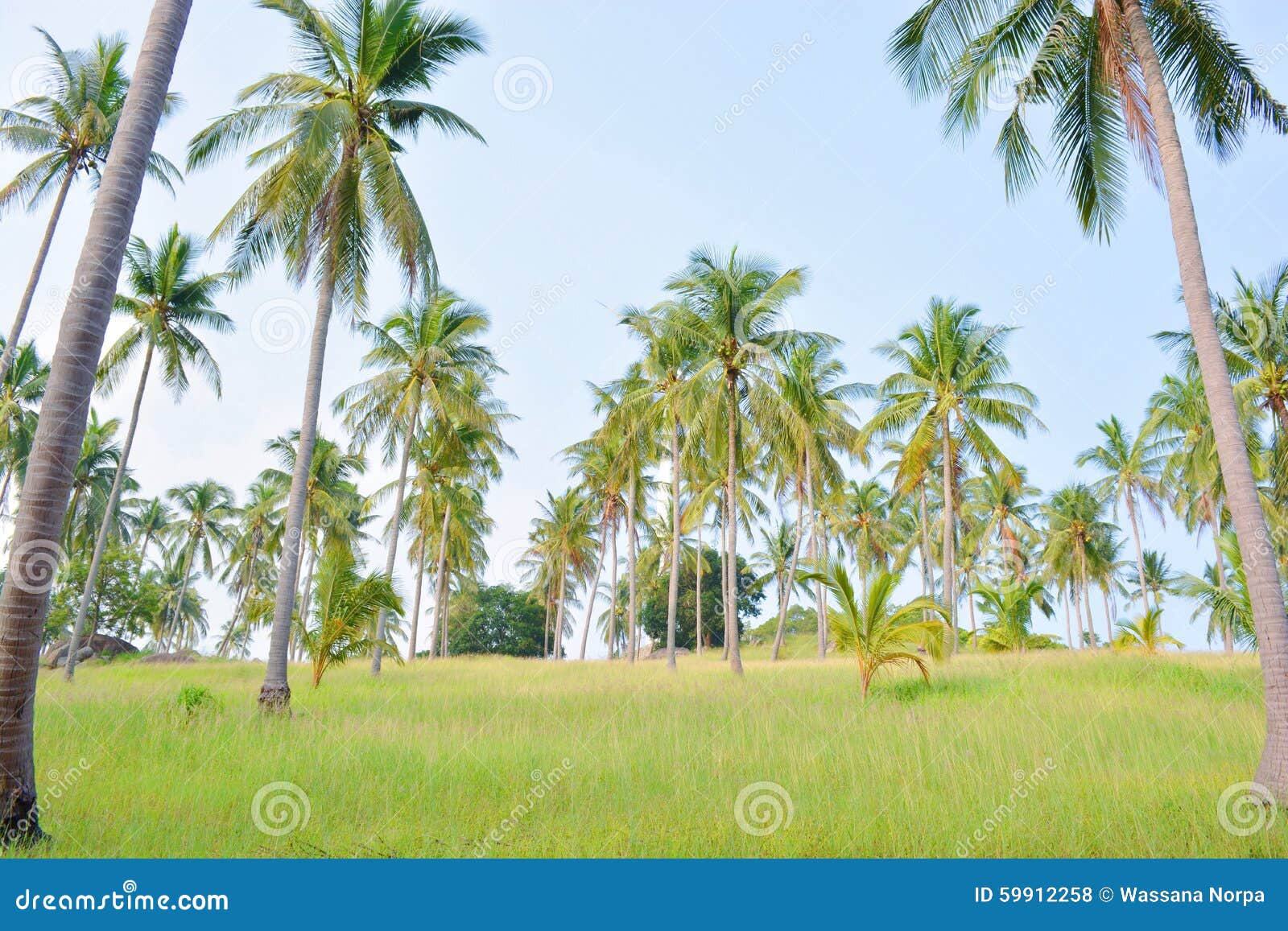 Coconut tree garden stock photo. Image of nature, coconuts - 59912258