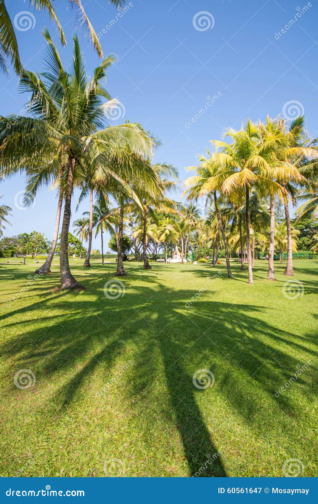 Coconut tree in the garden stock image. Image of blue - 60561647