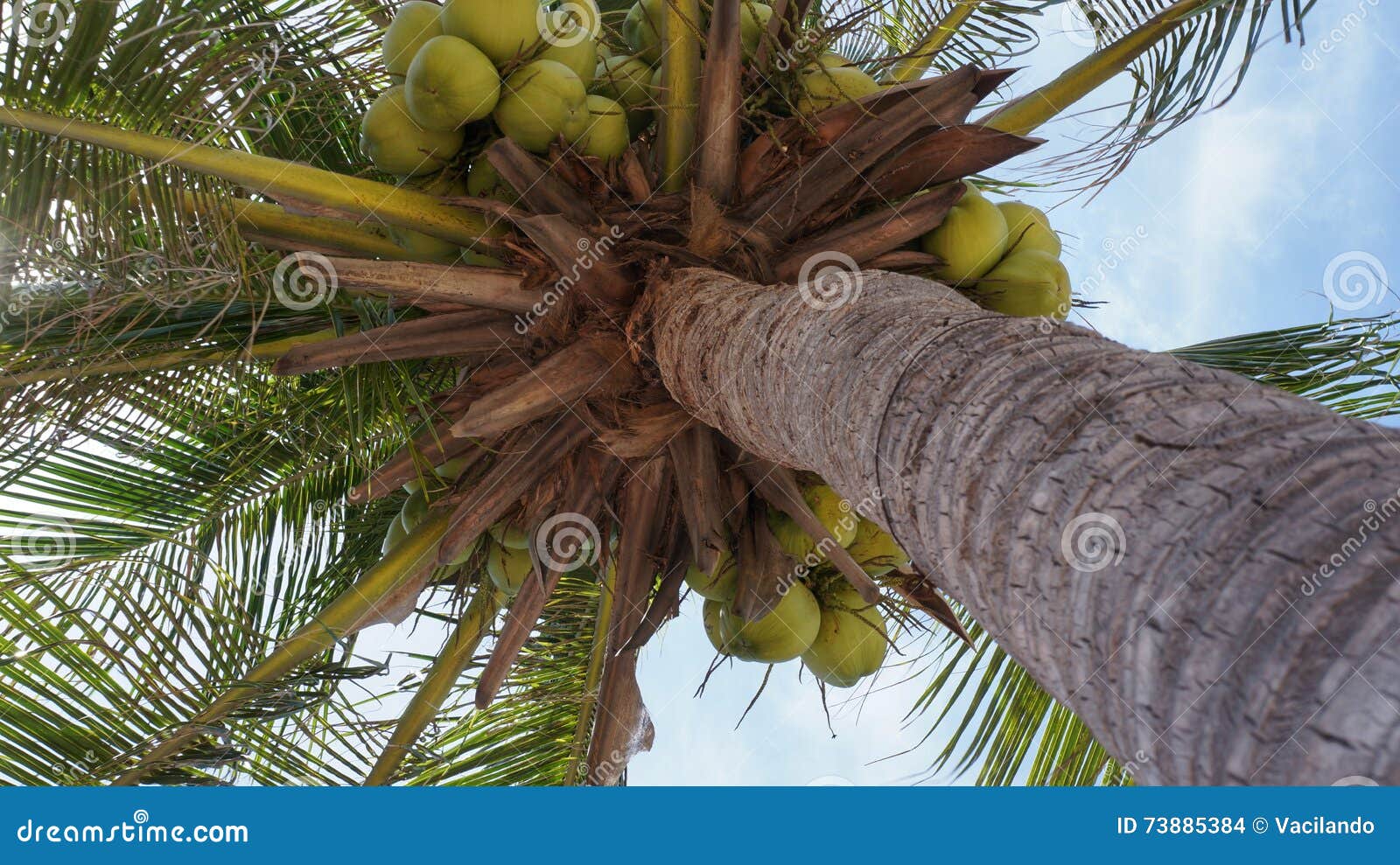 Coconut Tree with Green Coconuts Stock Photo - Image of bundle, leaf ...