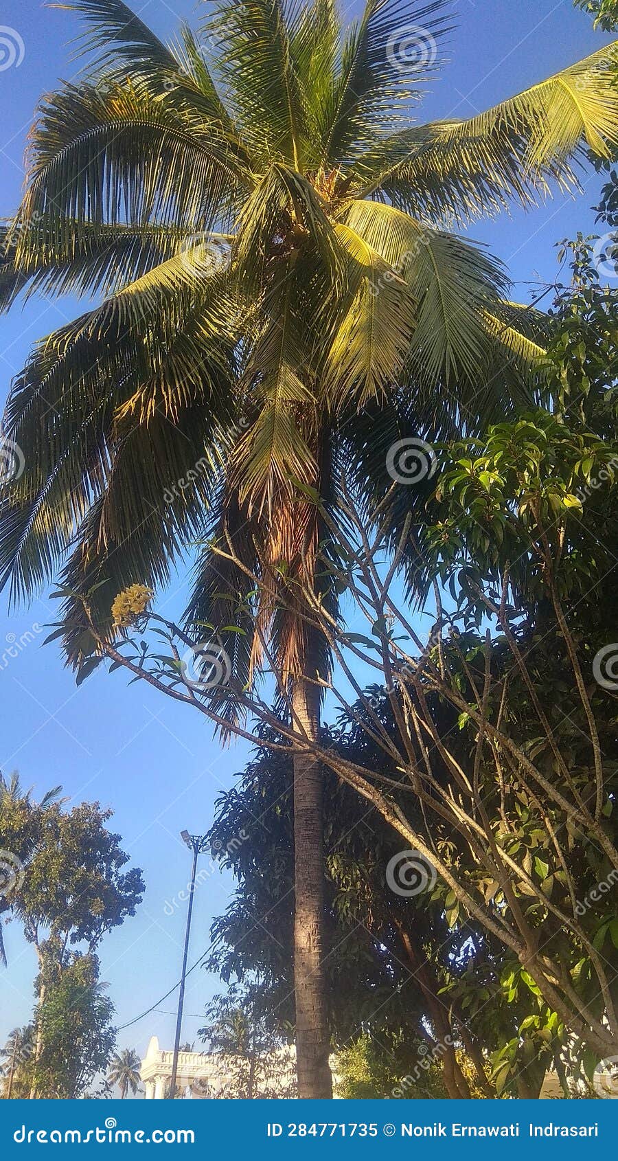 Coconut Tree, Green, Field, Nature, Blooming Stock Image - Image of ...
