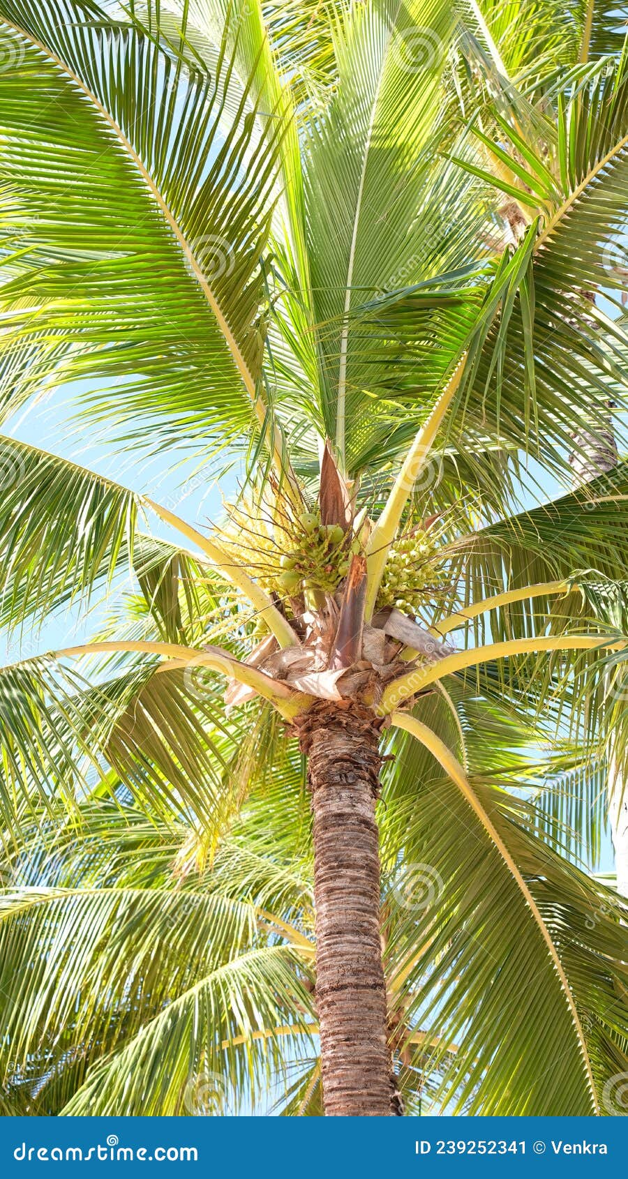 Coconut tree stock image. Image of fresh, green, fruits - 239252341