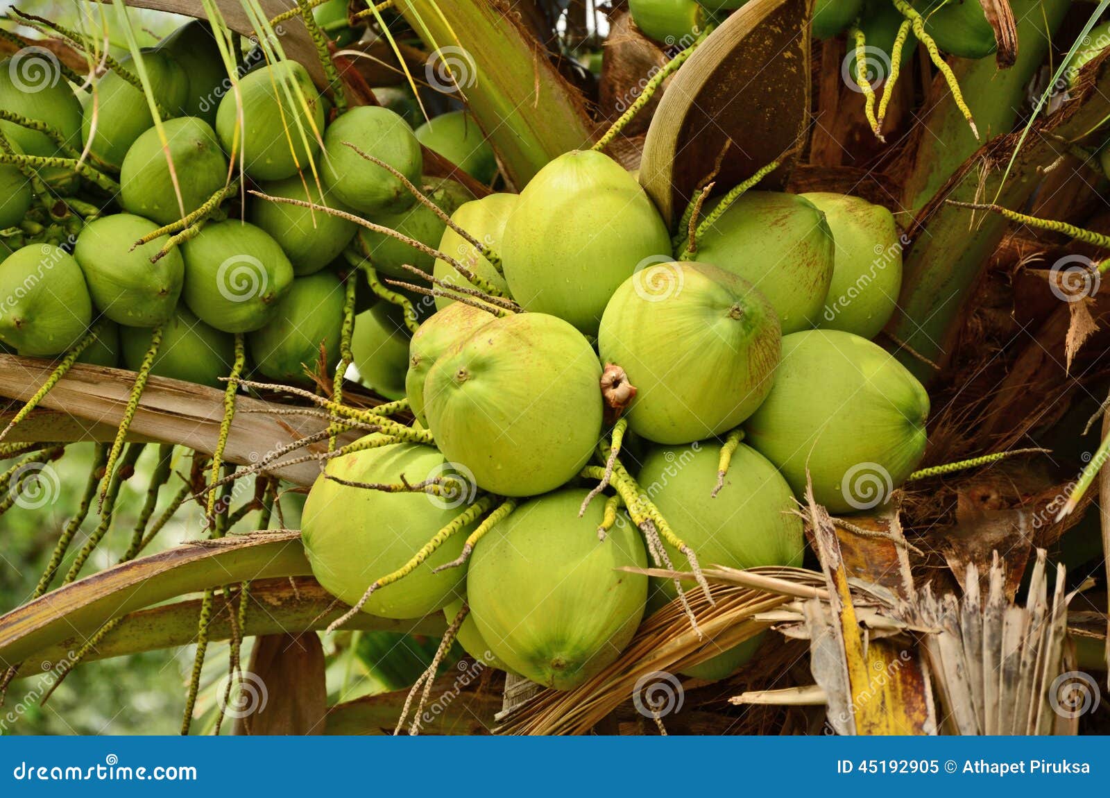 Coconut tree stock image. Image of young, fresh, fierce - 45192905
