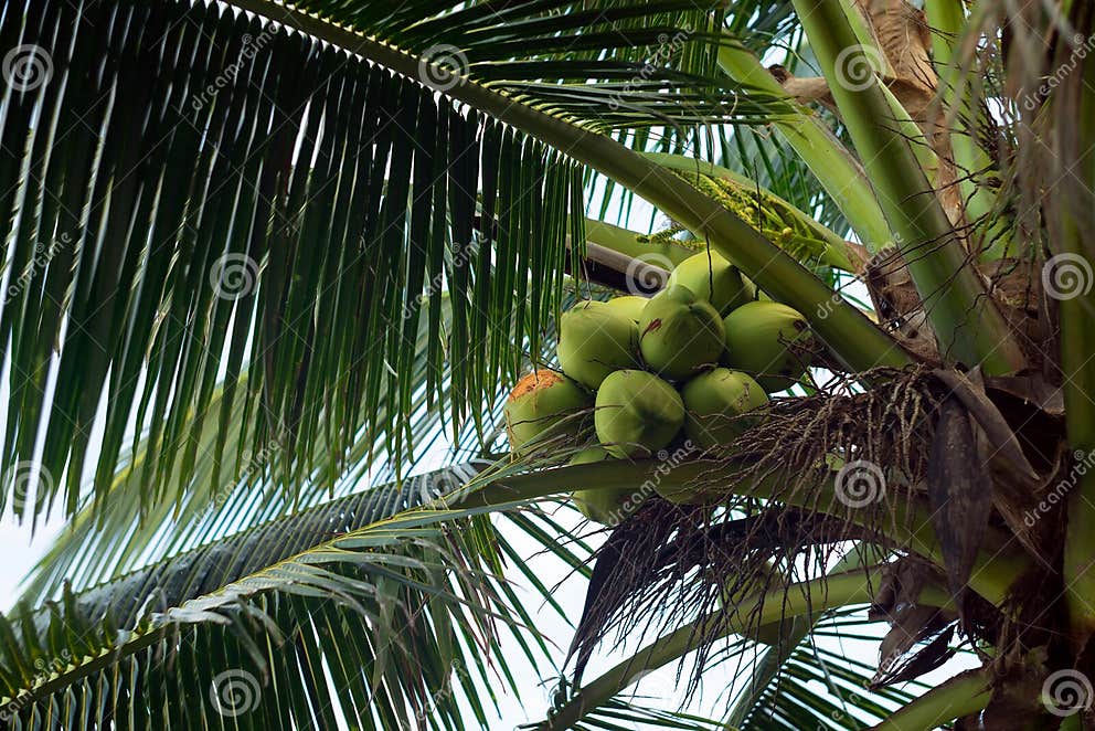 Coconut Tree with Green Leafs. Palm Background Stock Photo - Image of ...