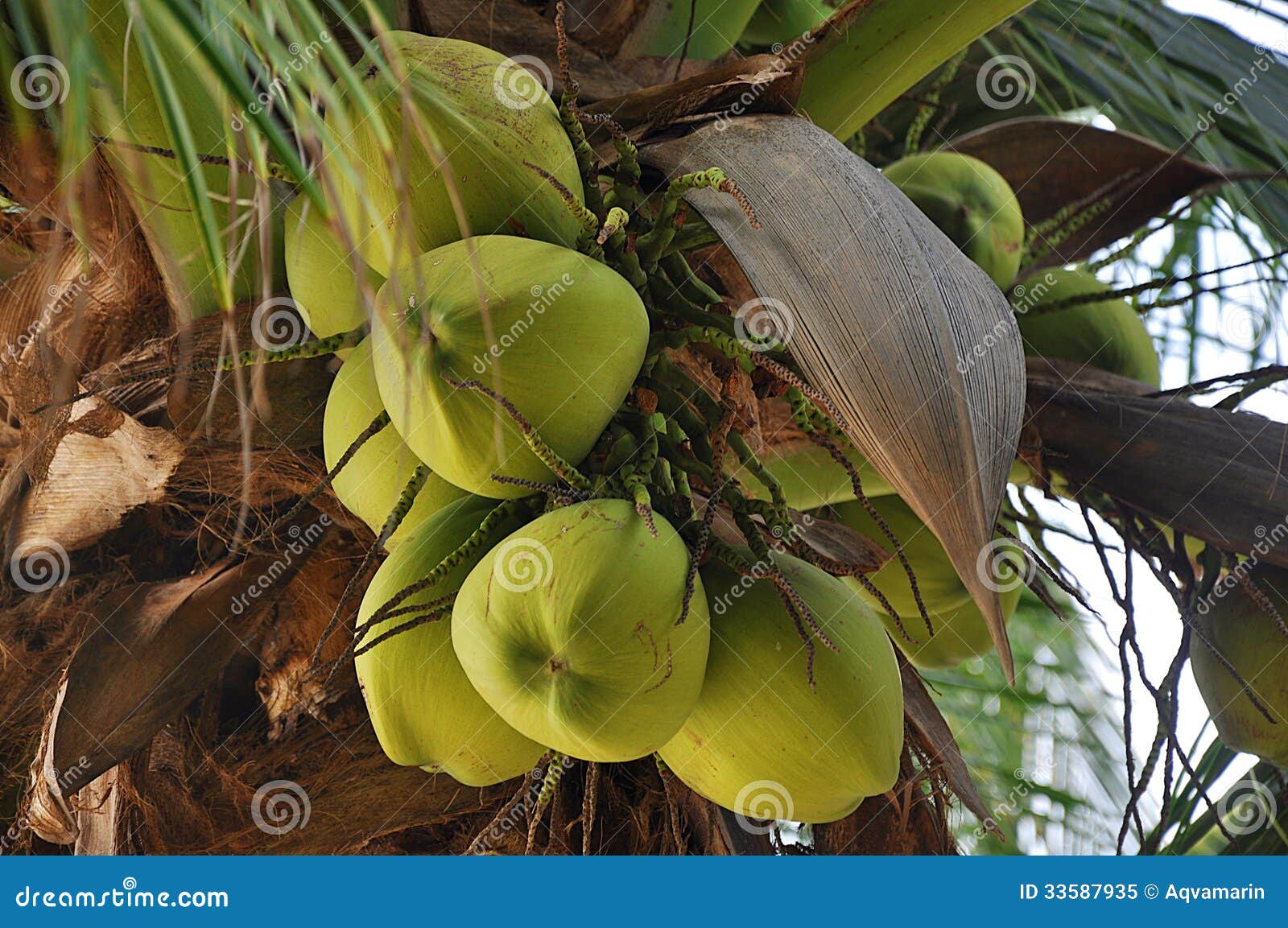 Coconut on the tree stock image. Image of landscape, coconut - 33587935