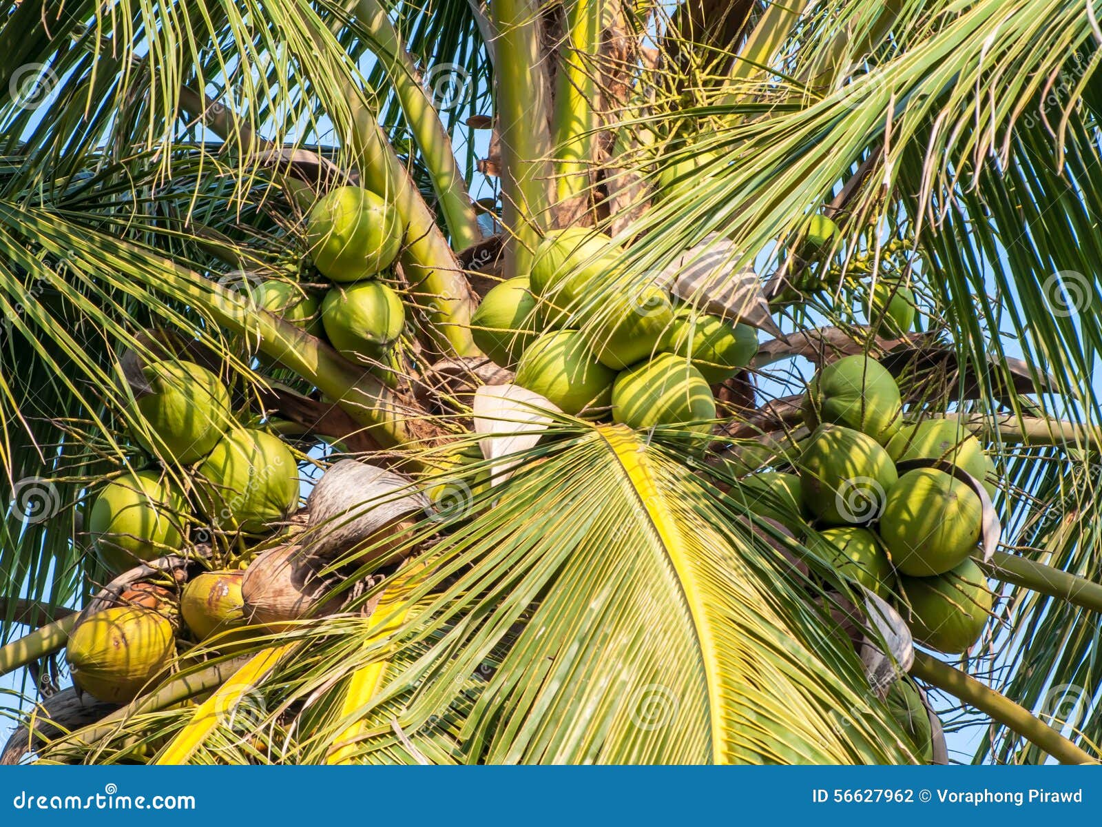 Coconut on tree stock photo. Image of green, healthy - 56627962