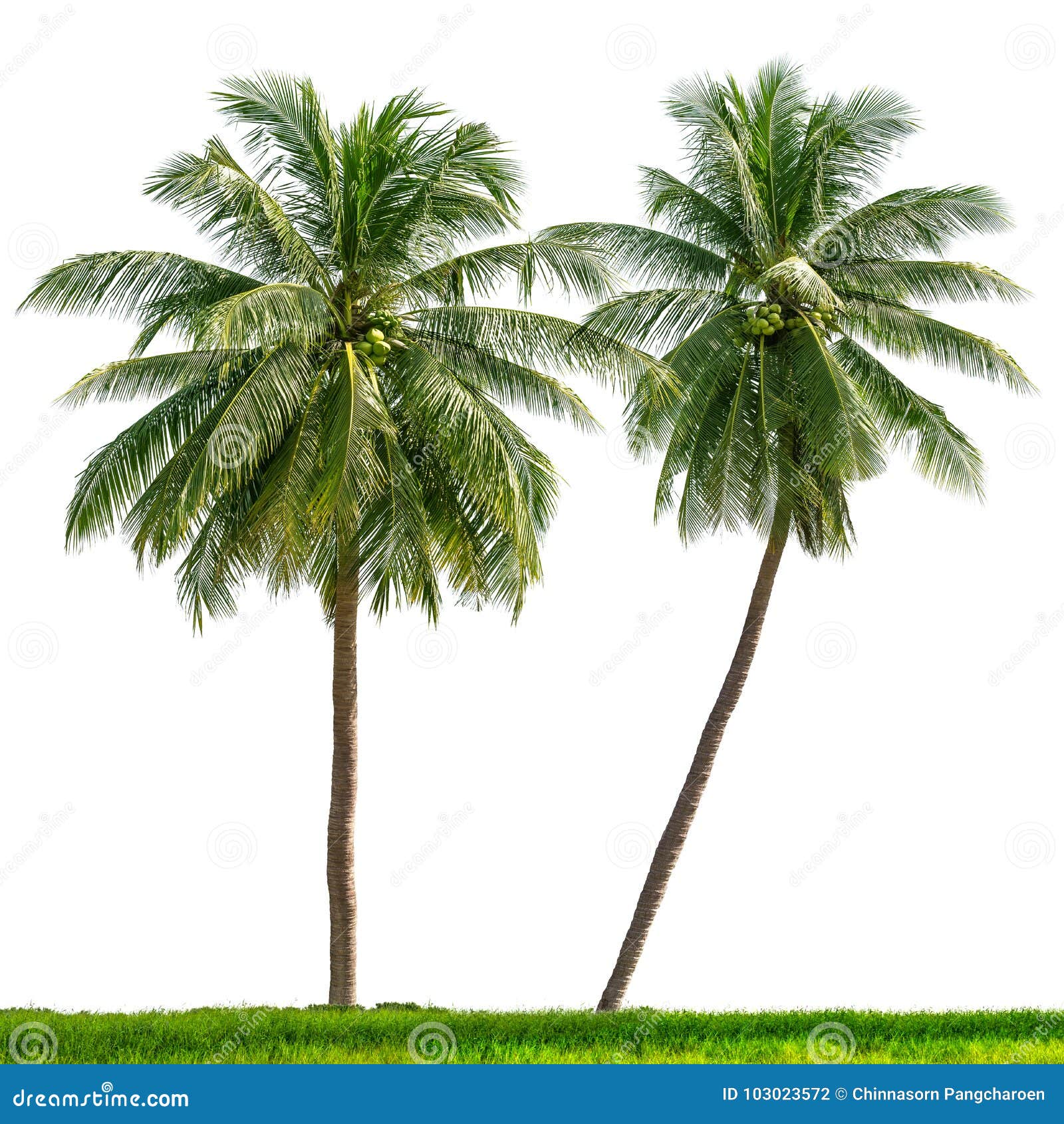 Coconut tree group stock photo. Image of collection - 103023572