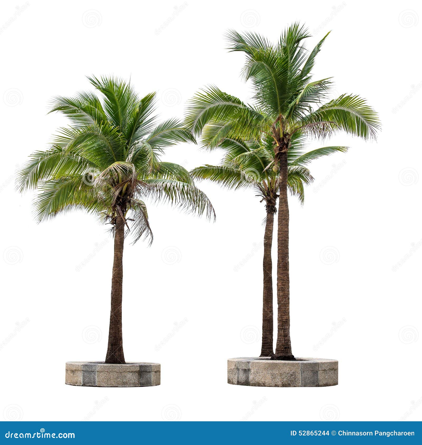 Coconut tree group stock photo. Image of botany, collection - 52865244