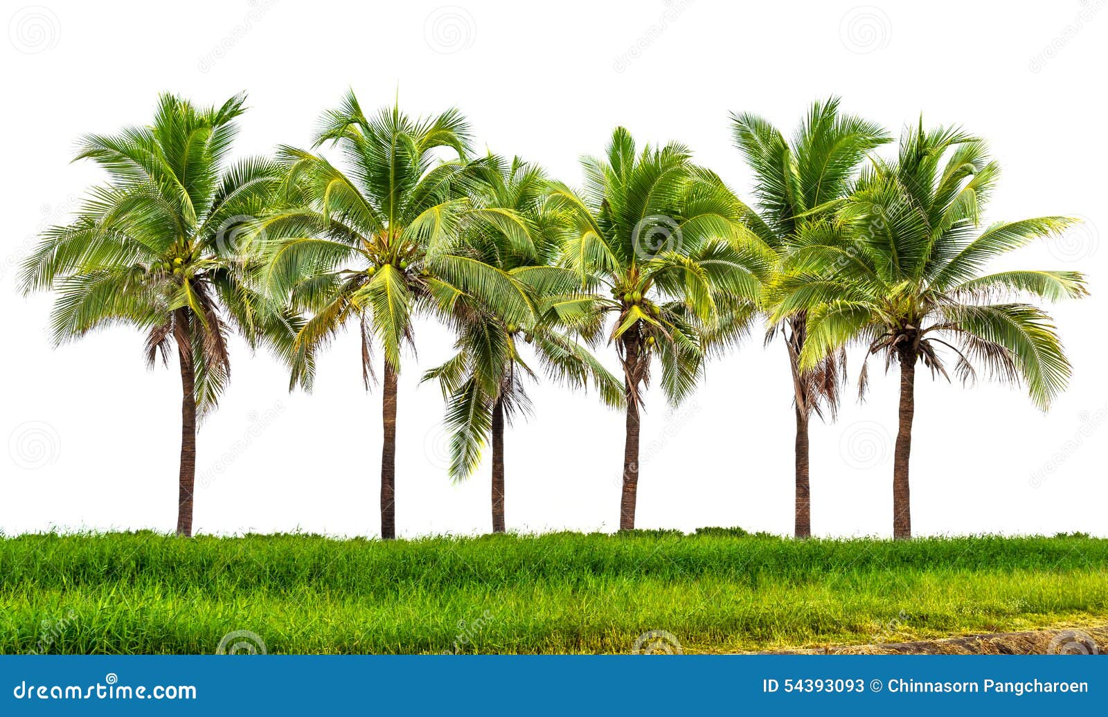 Coconut tree group stock image. Image of leaf, beauty - 54393093