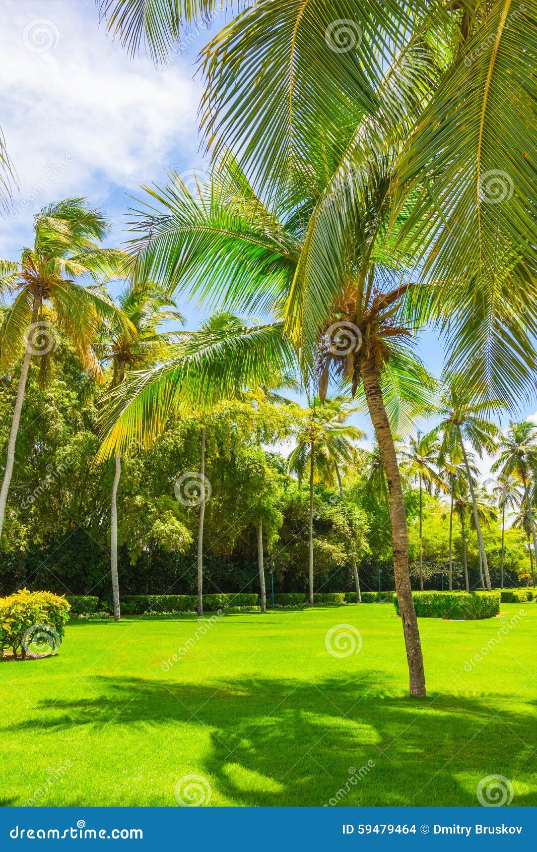 Coconut tree grove stock photo. Image of golf, blue, green - 59479464
