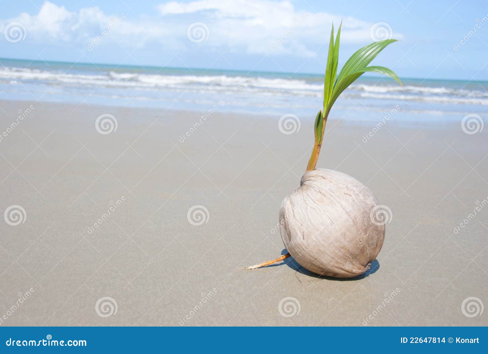 Coconut Tree Growing on Empty Tropical Beach Stock Photo - Image of ...