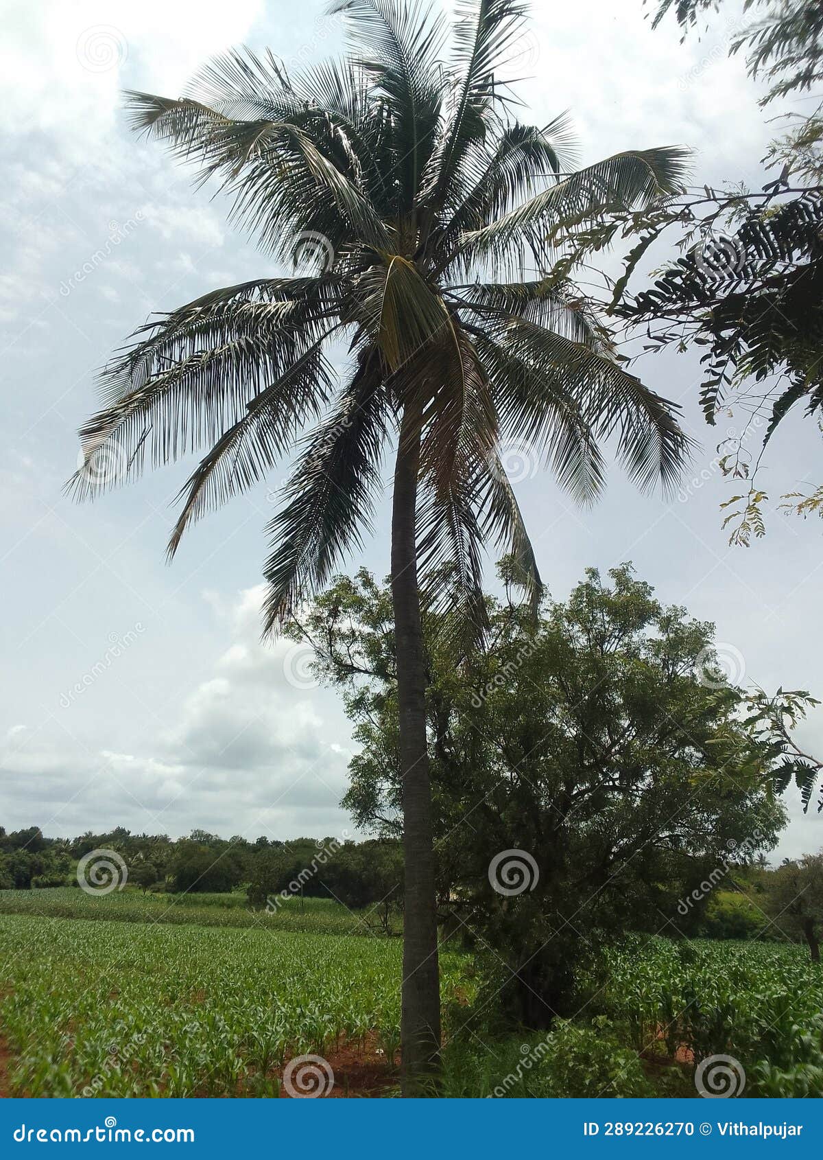 Coconut tree stock photo. Image of field, beautiful - 289226270