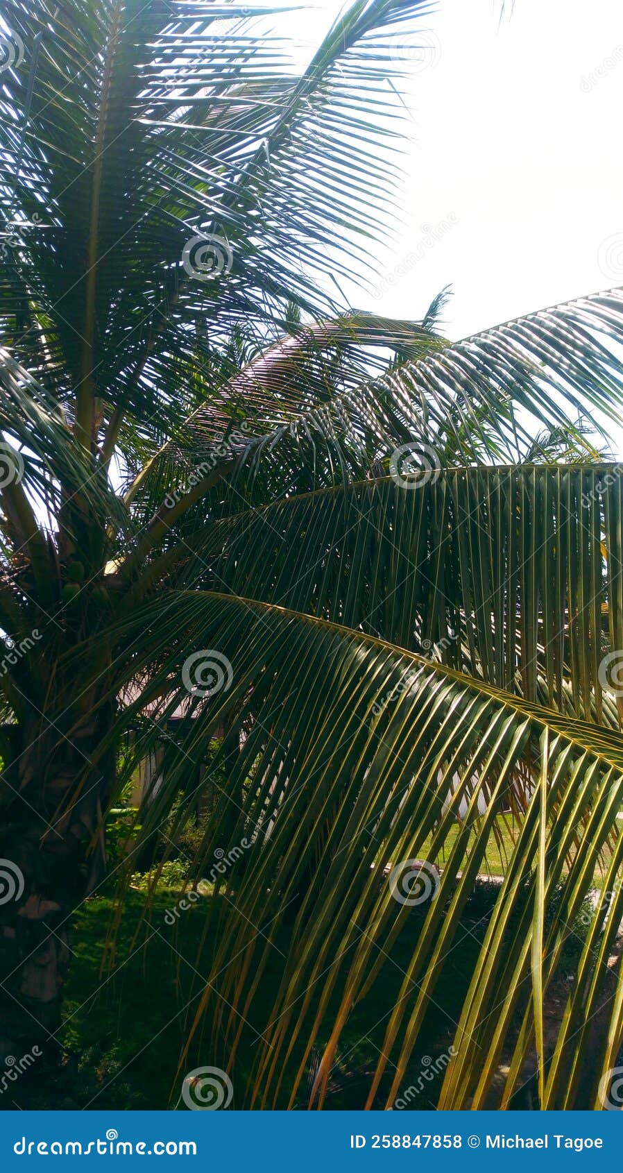 Coconut Tree Growing in a Garden. Stock Photo - Image of garden, jungle ...