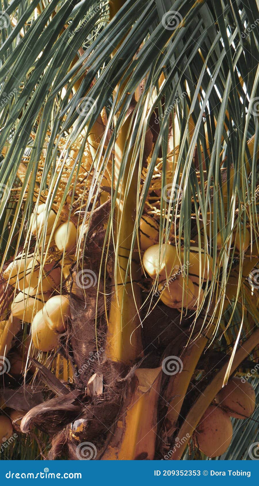 Coconut Tree is Growing in the Garden. Summer Time. Stock Image - Image ...