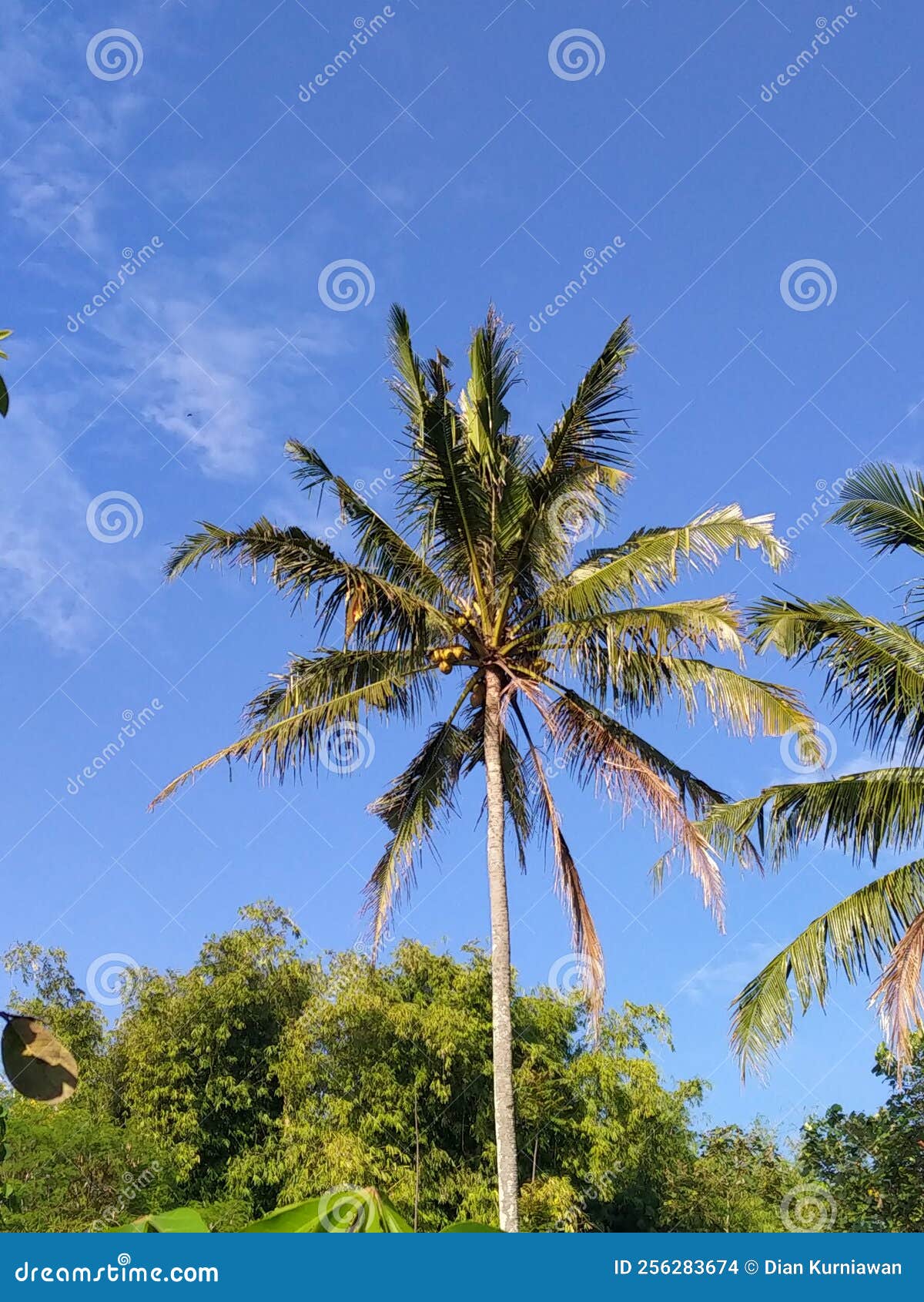 A Coconut Tree that Grows Very Tall Stock Photo - Image of beautiful ...
