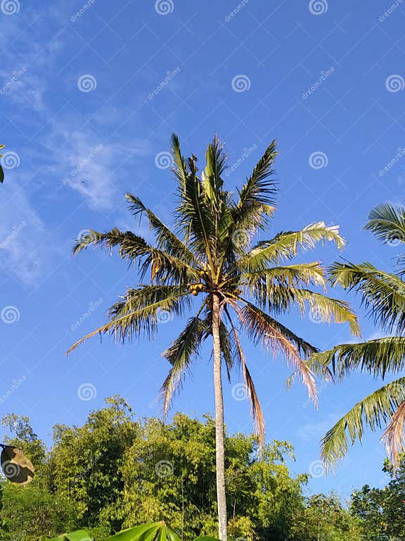 A Coconut Tree that Grows Very Tall Stock Photo - Image of beautiful ...