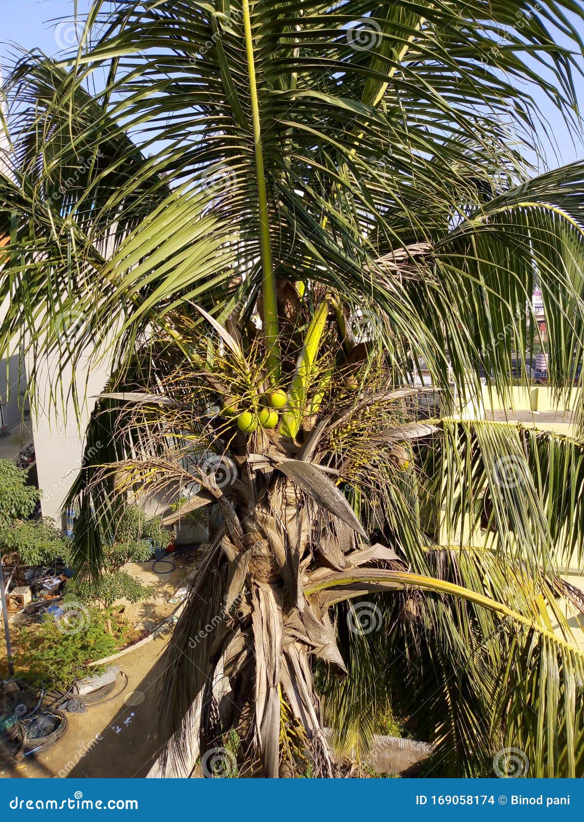 Coconut Tree Having Bunch of Coconut and Branches Stock Photo - Image ...