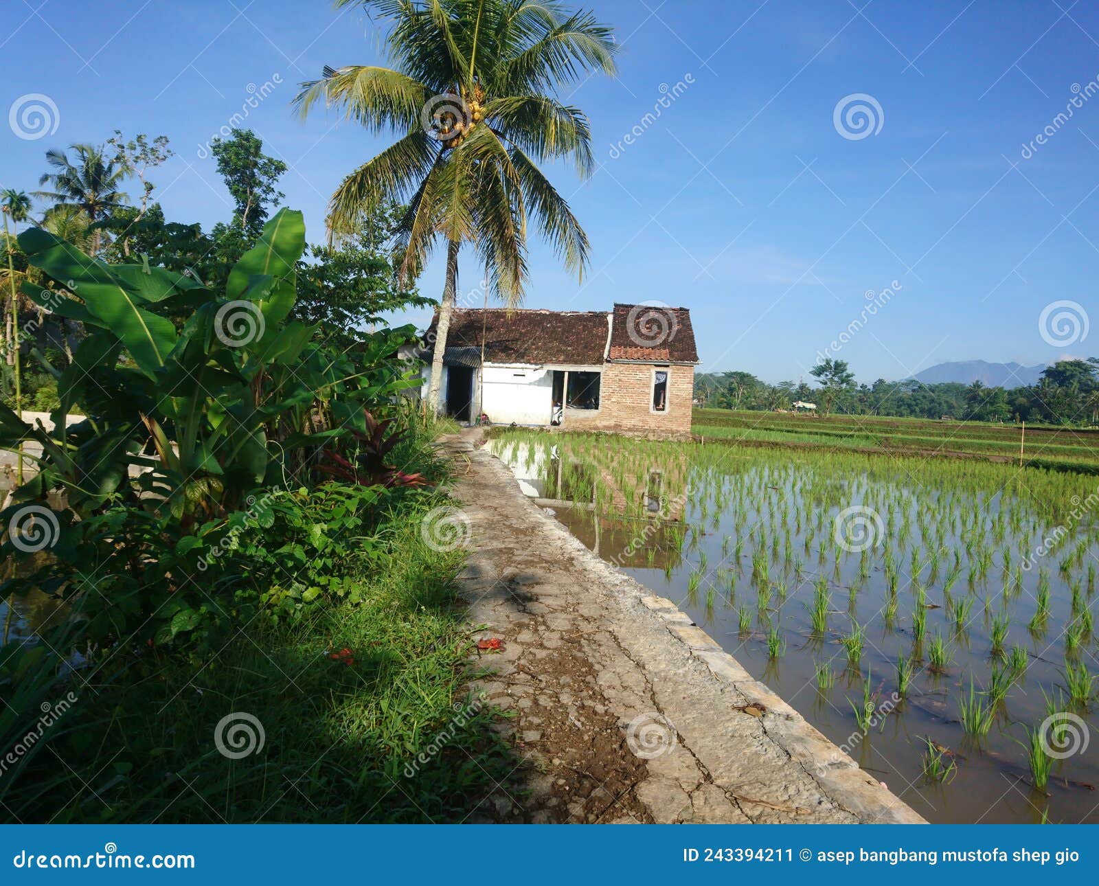 Coconut Tree House and Rice Fields Stock Image - Image of coconut ...