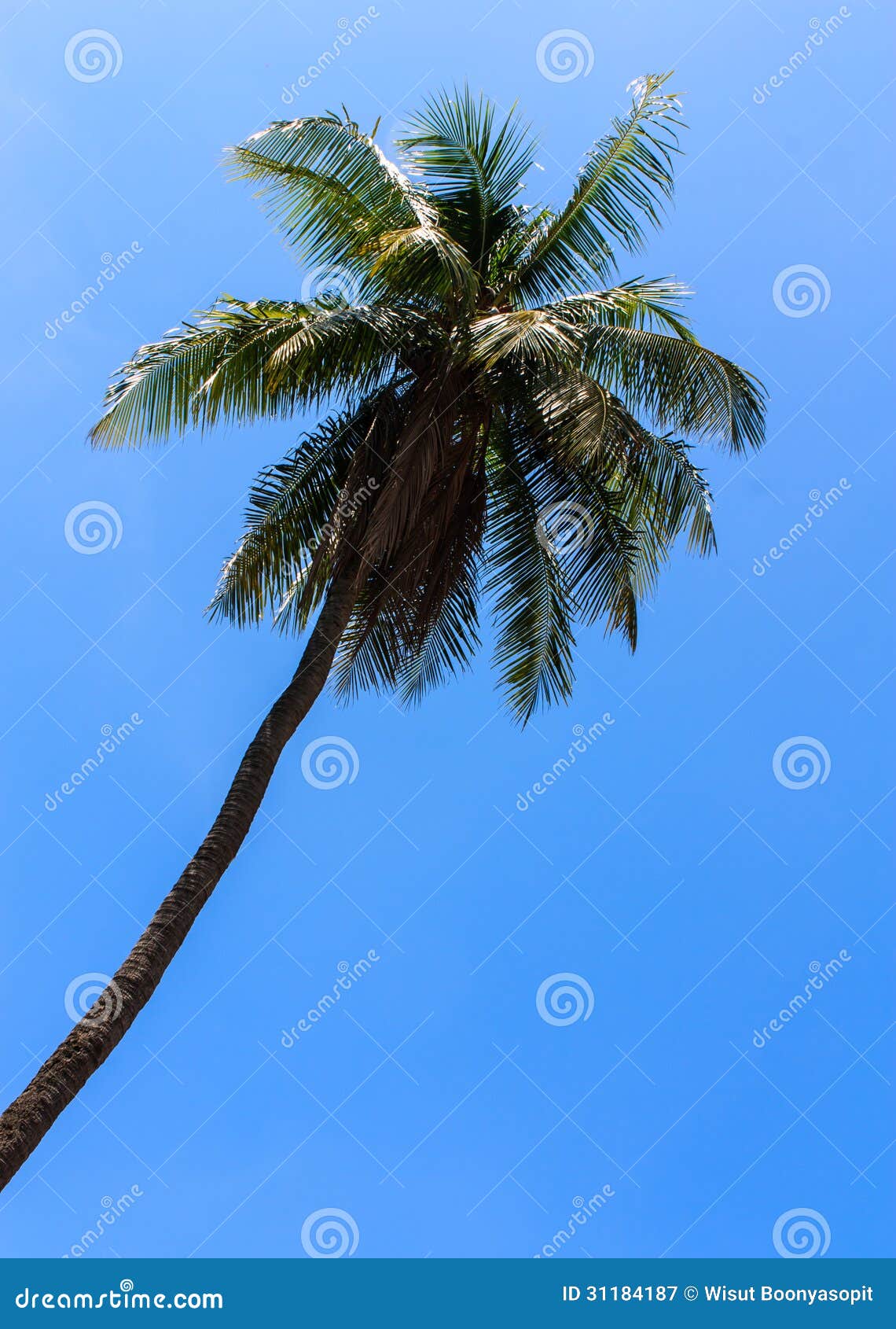 Coconut tree stock image. Image of biology, green, garden - 31184187