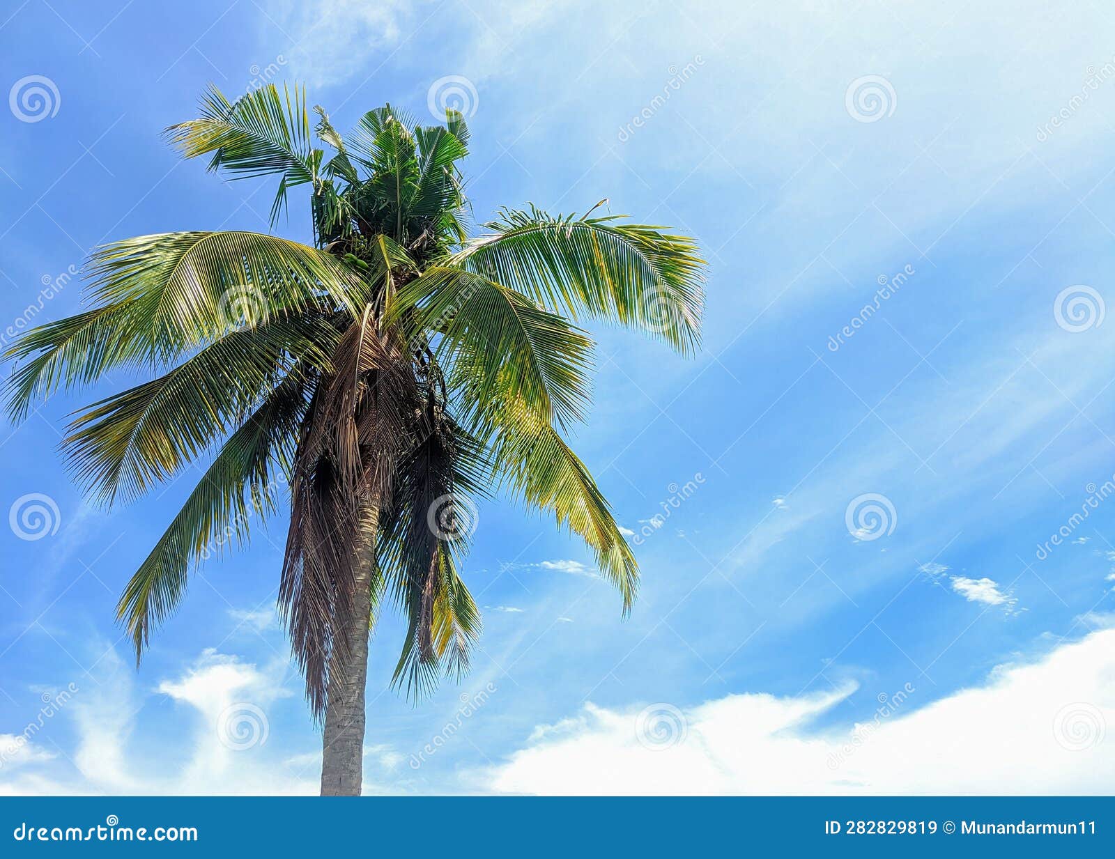 Coconut Tree on Blue Sky Background Stock Image - Image of botanical ...