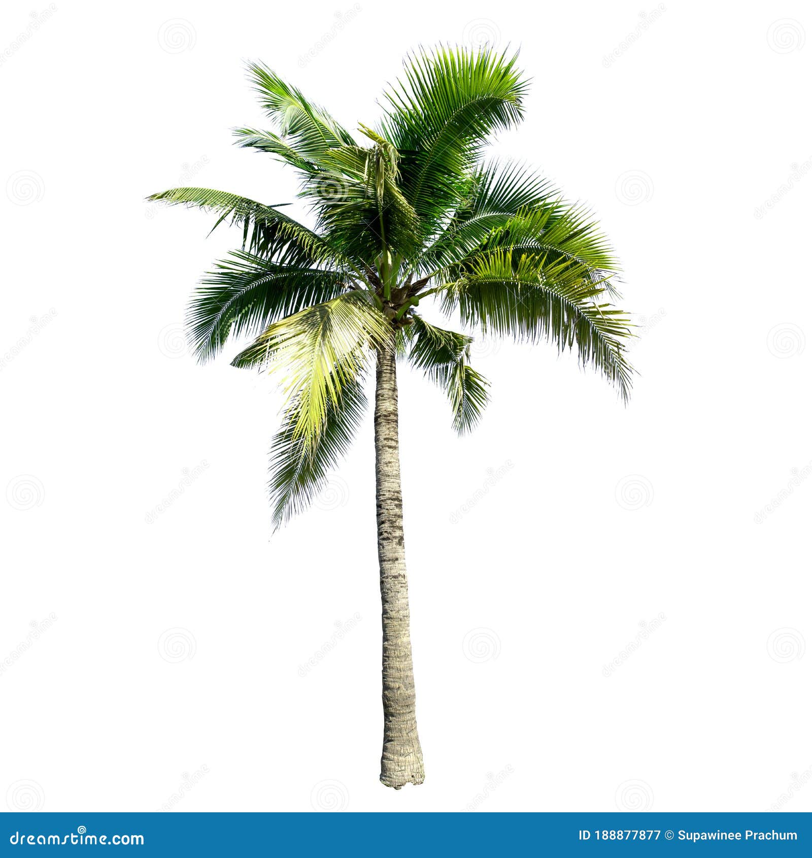Coconut Tree Isolated on the White Background Stock Image - Image of ...
