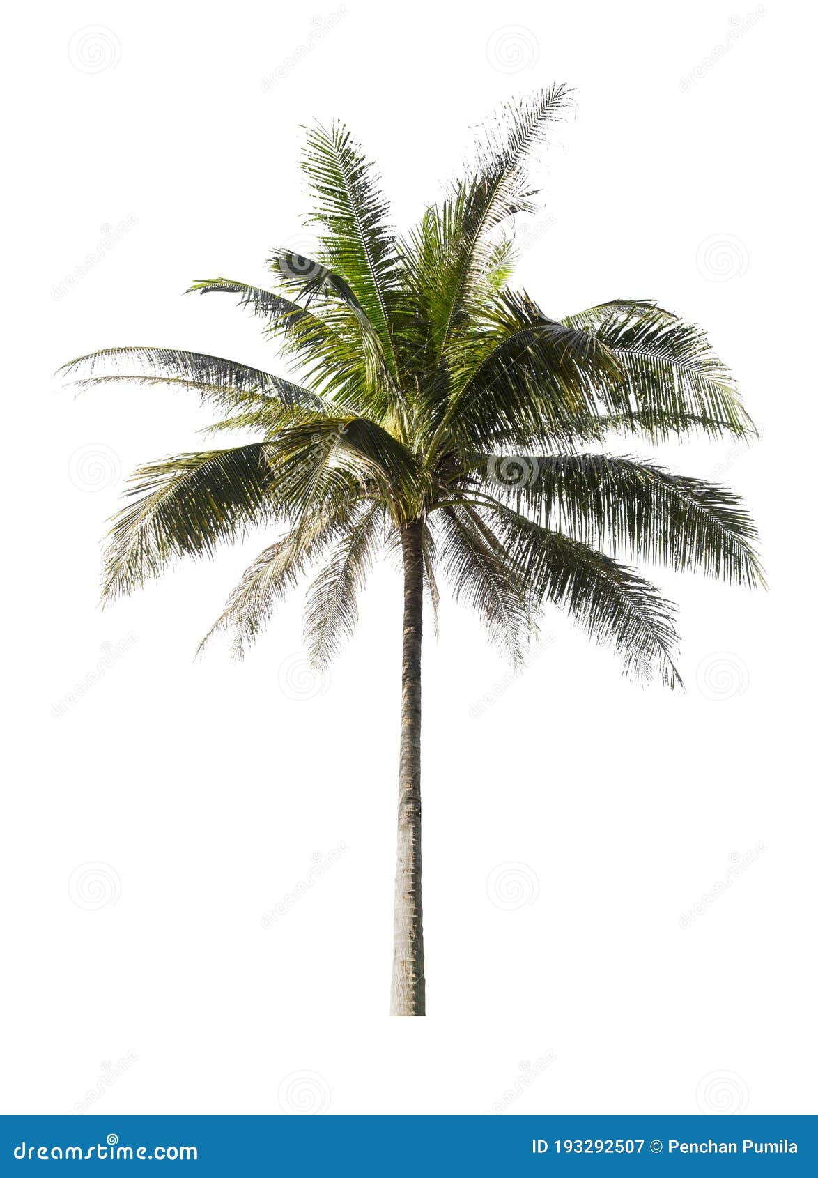 Coconut Tree Isolated on White Stock Image - Image of plant, greenery ...