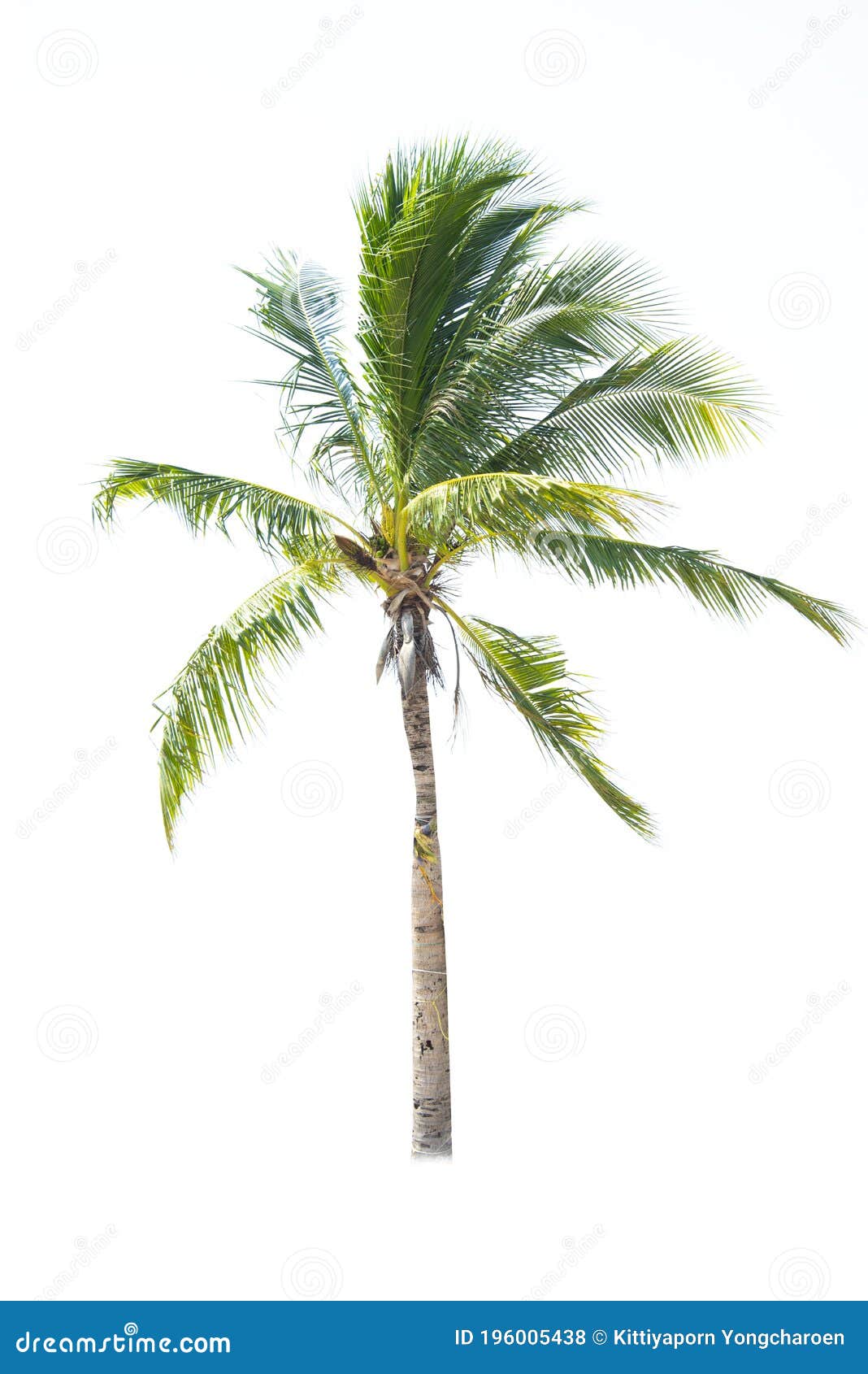 Coconut Tree Isolated on White Background Stock Photo - Image of branch ...