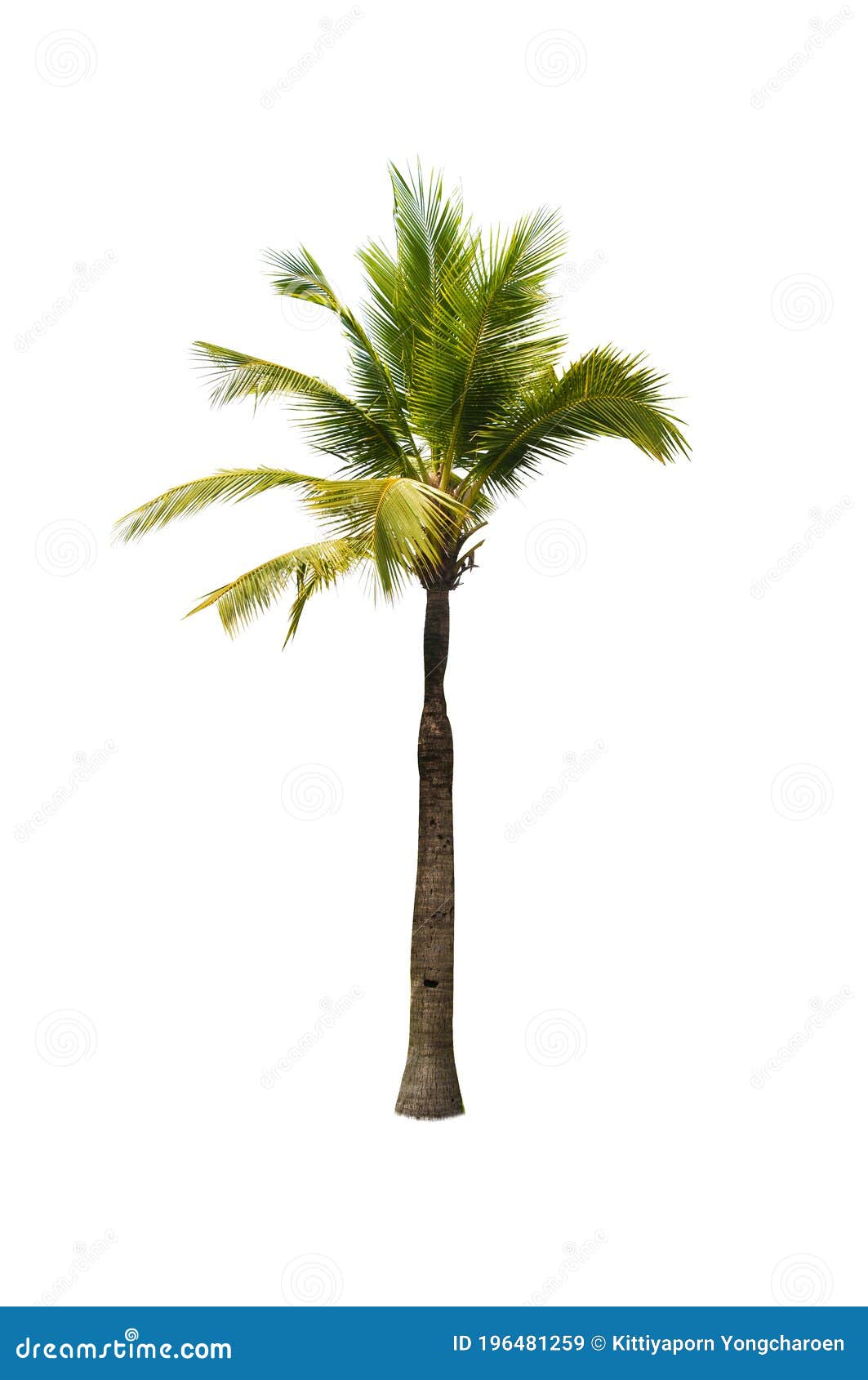 Coconut Tree Isolated on White Background. Stock Image - Image of green ...