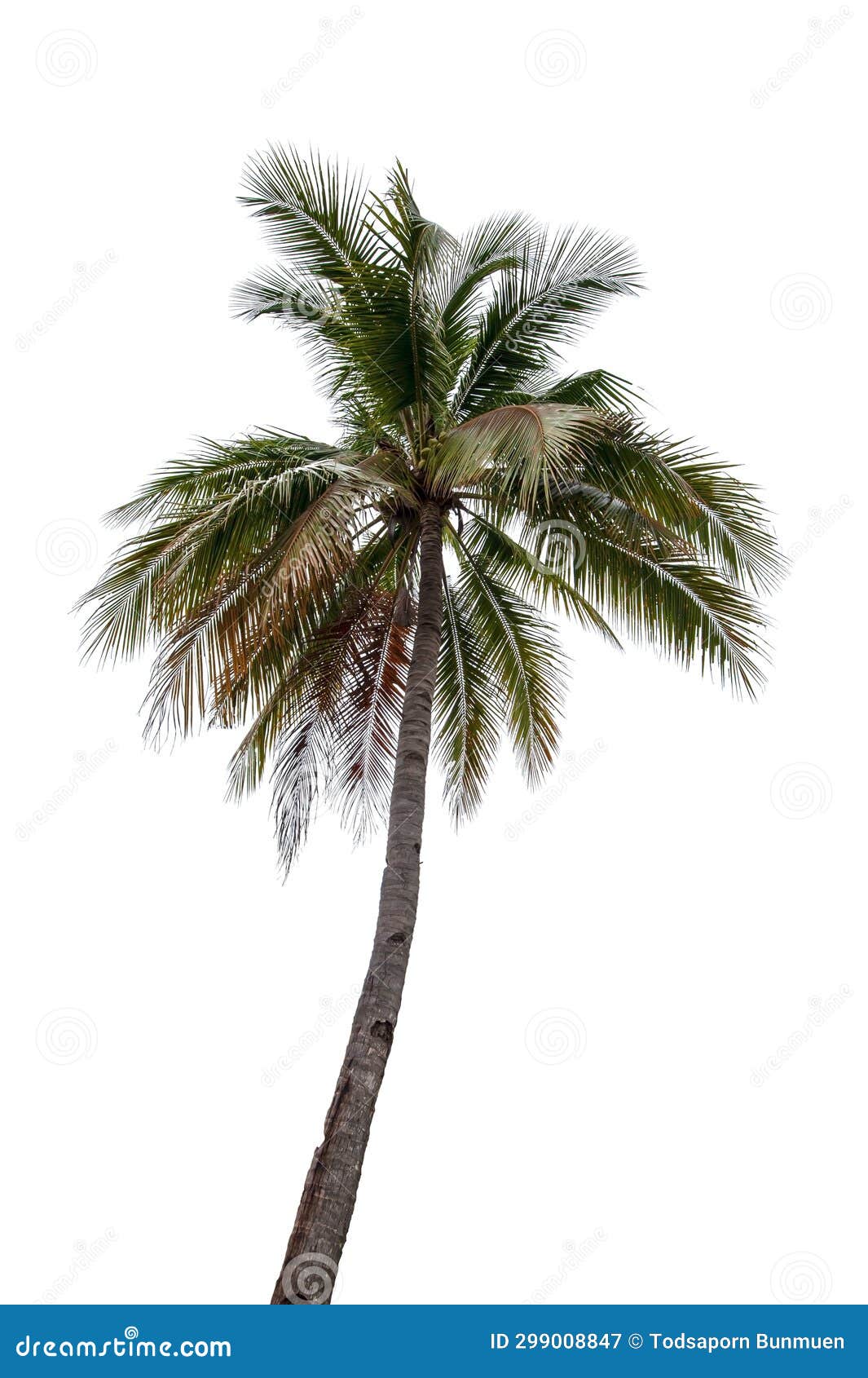 Coconut Tree Isolated on White Background Stock Image - Image of ...