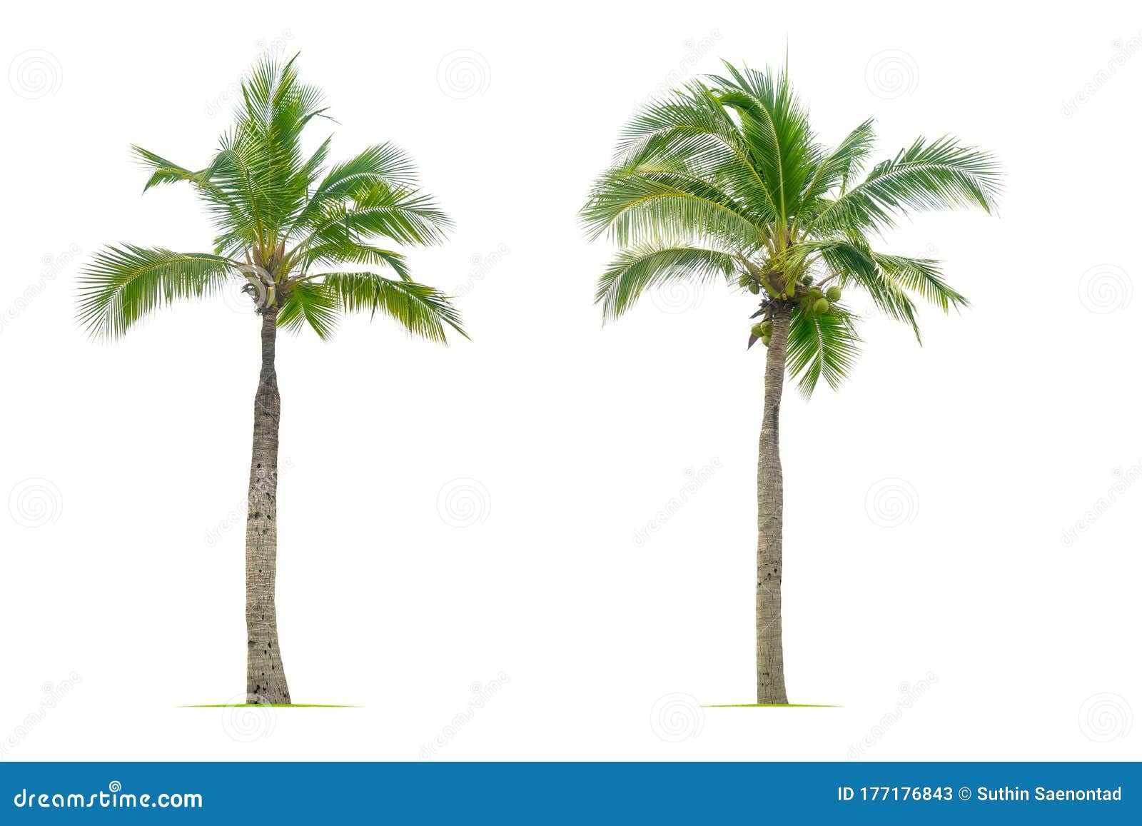 Coconut Tree Isolated on White Background. Stock Image - Image of fruit ...