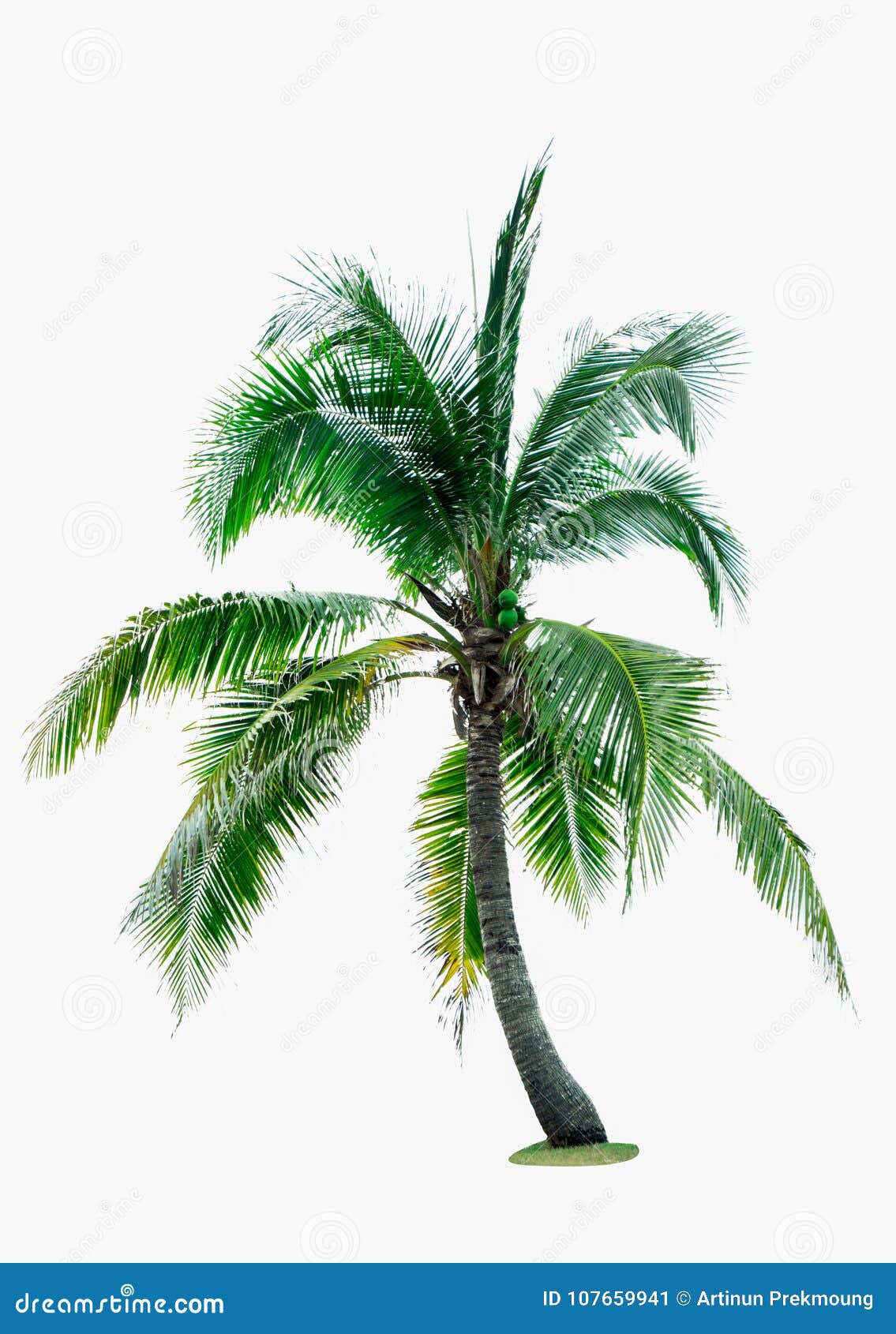 Coconut Tree Isolated on White Background with Copy Space. Stock Image ...